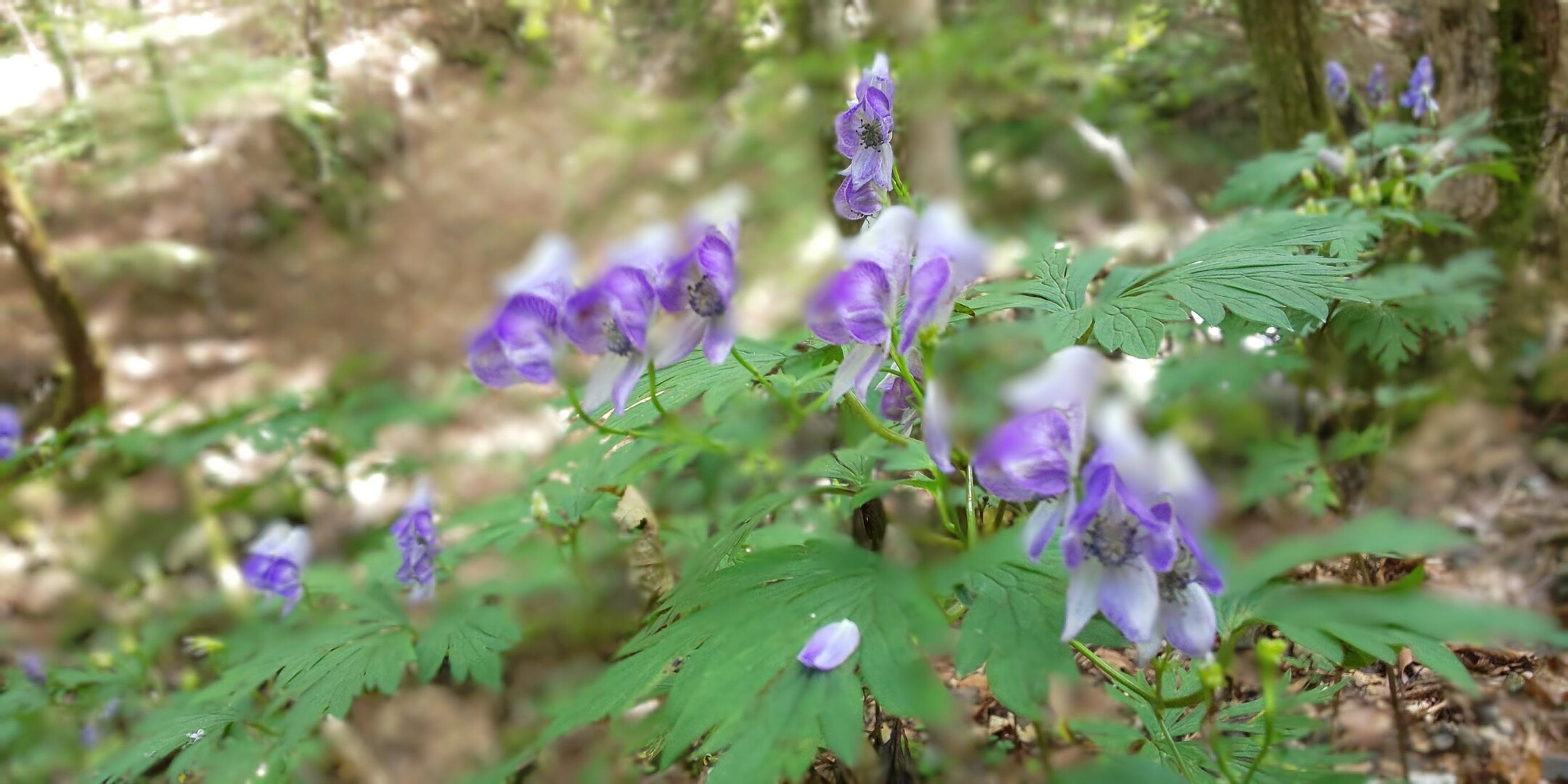 トリカブト群生 雲早山 / meru2209さんの雲早山・高丸山・西三子山の活動データ | YAMAP / ヤマップ