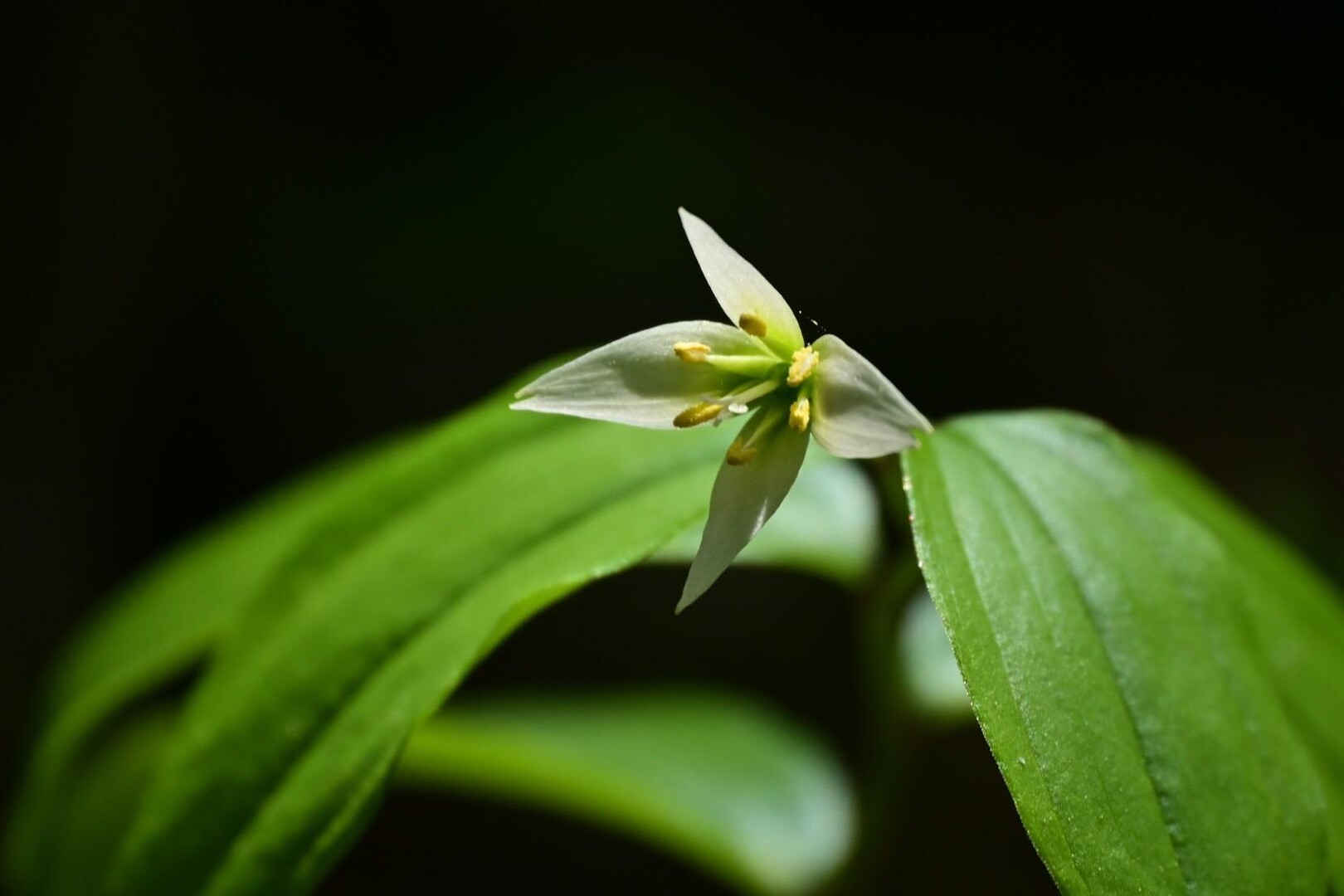 長官山そろりと歩いてみた🍃 / Chicoryさんの馬追丘陵・長官山・瀞台（馬追山）の活動データ | YAMAP / ヤマップ