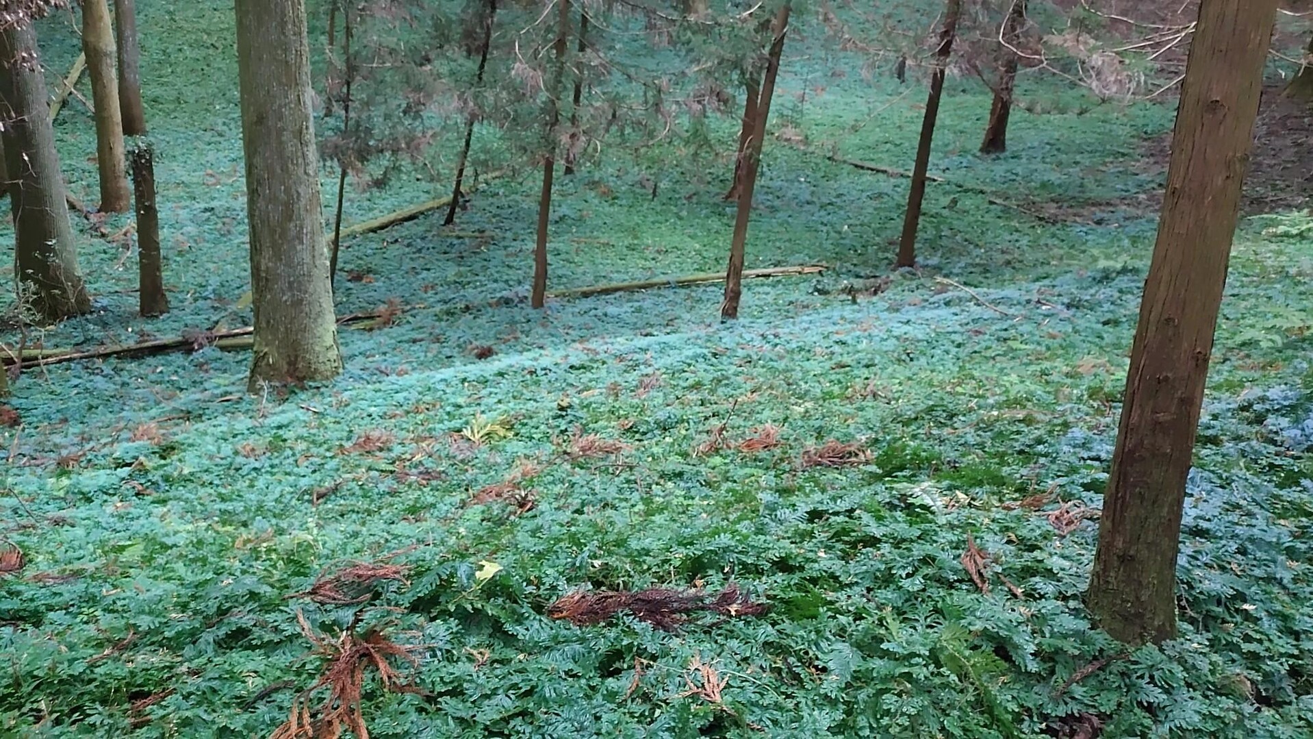 英彦山巡礼路 春峰ルート / you1さんの英彦山巡礼路 春峰ルートの活動データ | YAMAP / ヤマップ