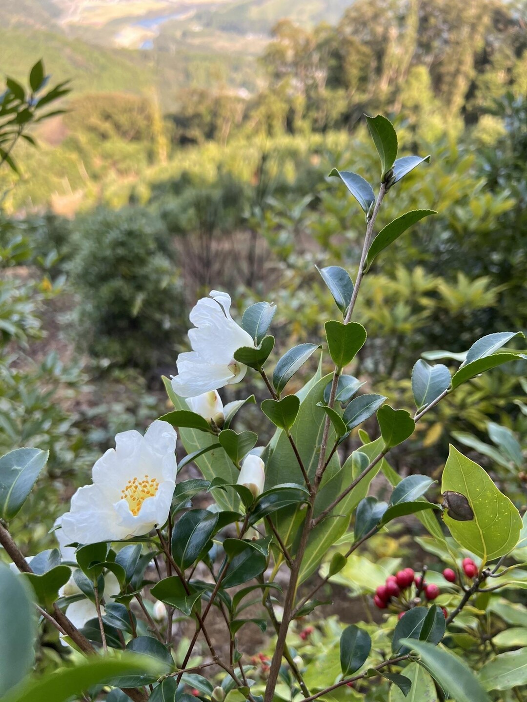 烏帽子岳・可愛岳・ひべら山 / kyoopoさんの可愛岳の活動データ | YAMAP / ヤマップ