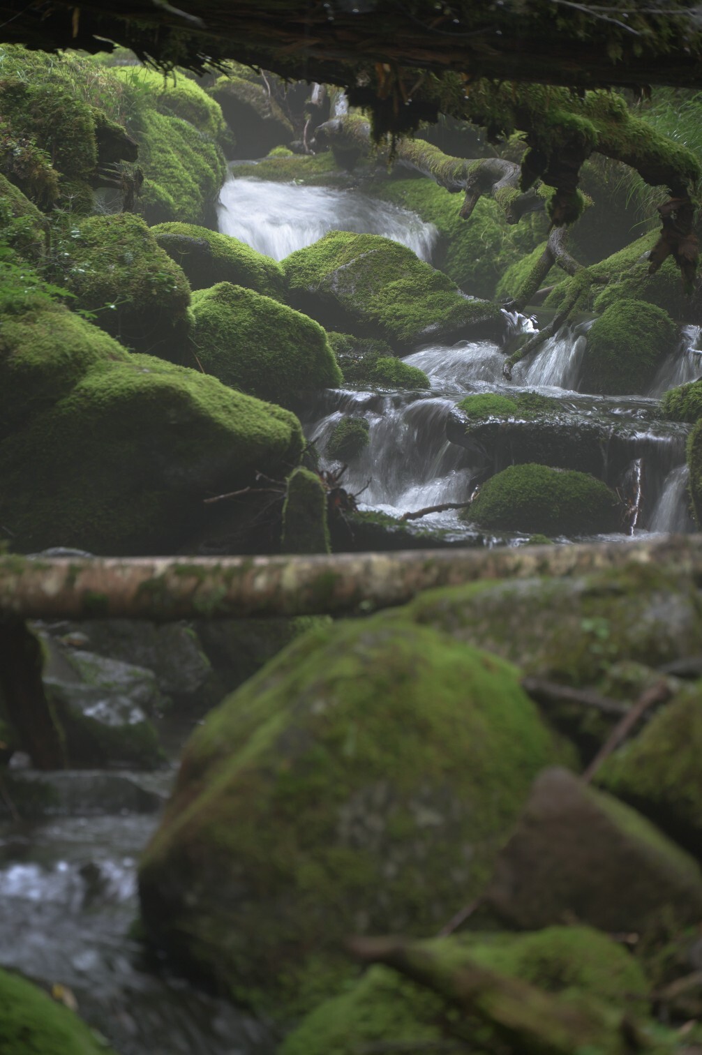 沢でやさしさに包まれたなら 幸せ / vlog_tottiyさんのモーメント | YAMAP / ヤマップ