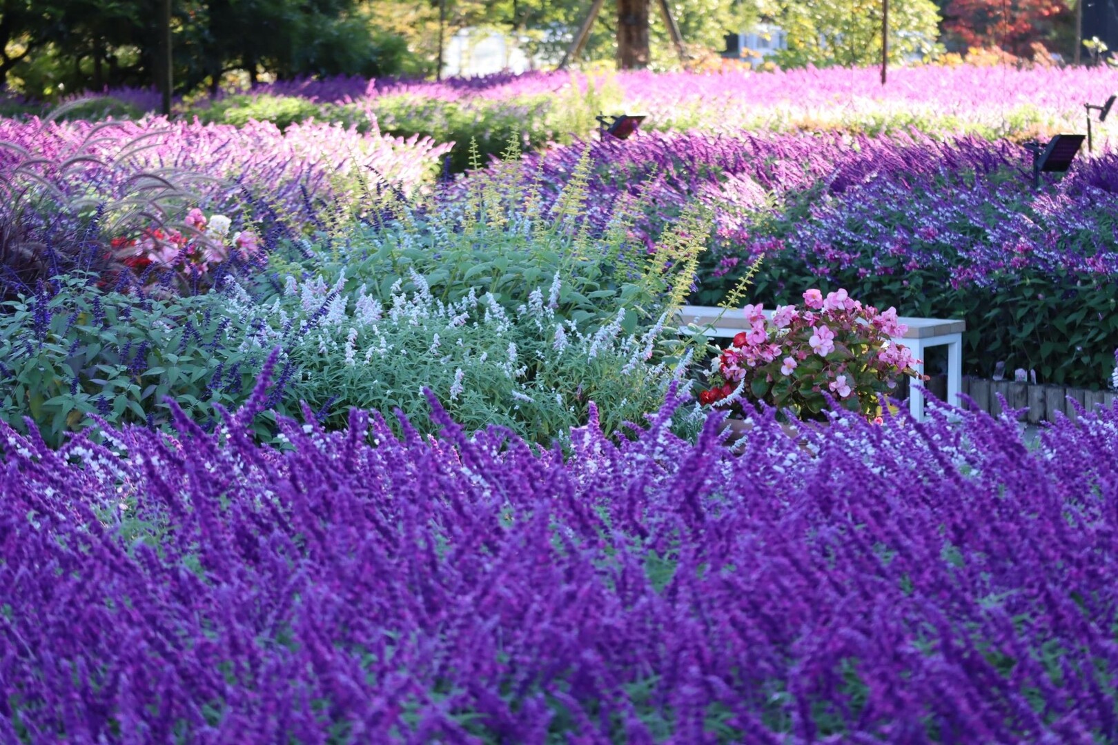 栃木県 あしかがフラワーパーク🌹 ht... / kenjiさんのモーメント | YAMAP / ヤマップ