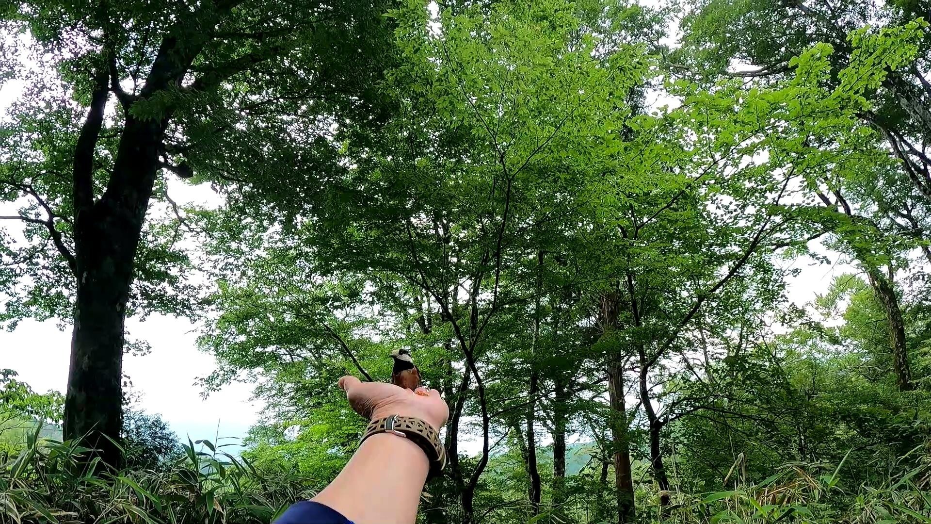 葛木岳・金剛山 サネ尾 / milky55さんの金剛山・二上山・大和葛城山の活動データ | YAMAP / ヤマップ