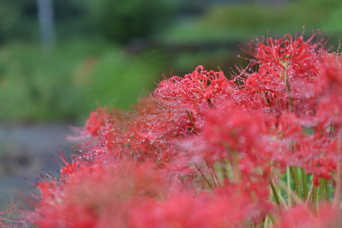 彼岸花雫キラキラ 雨上がり / miippさんのその他の活動データ | YAMAP / ヤマップ