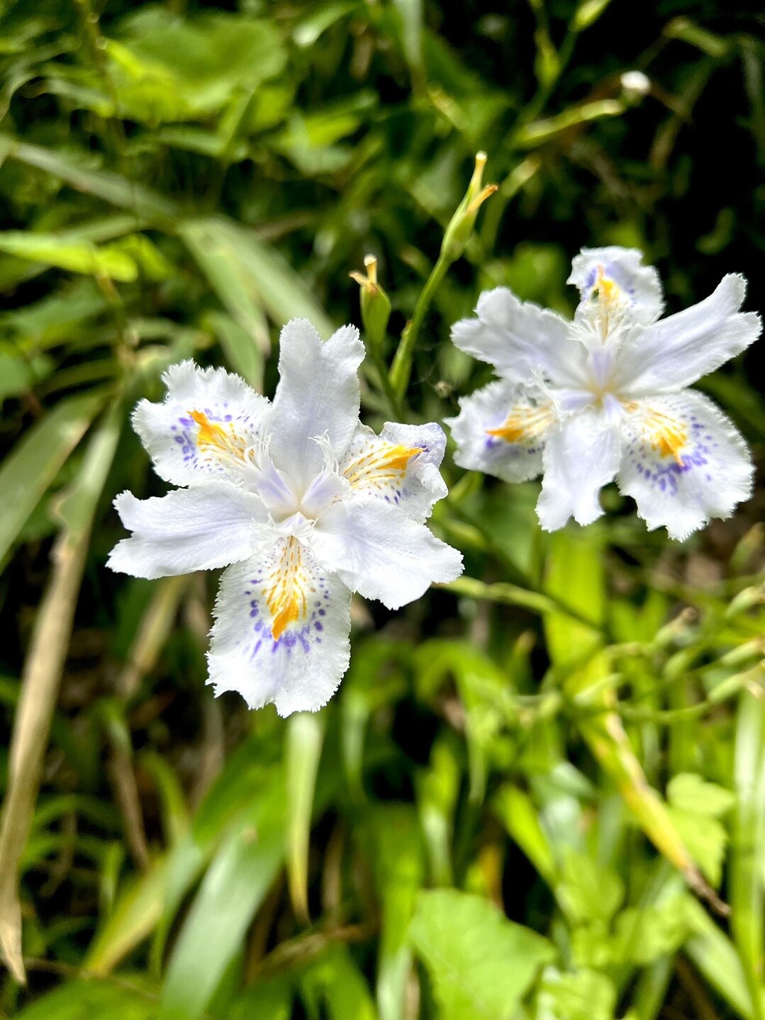 ラテとふたりで関山 / latteさんの関山の活動データ | YAMAP / ヤマップ