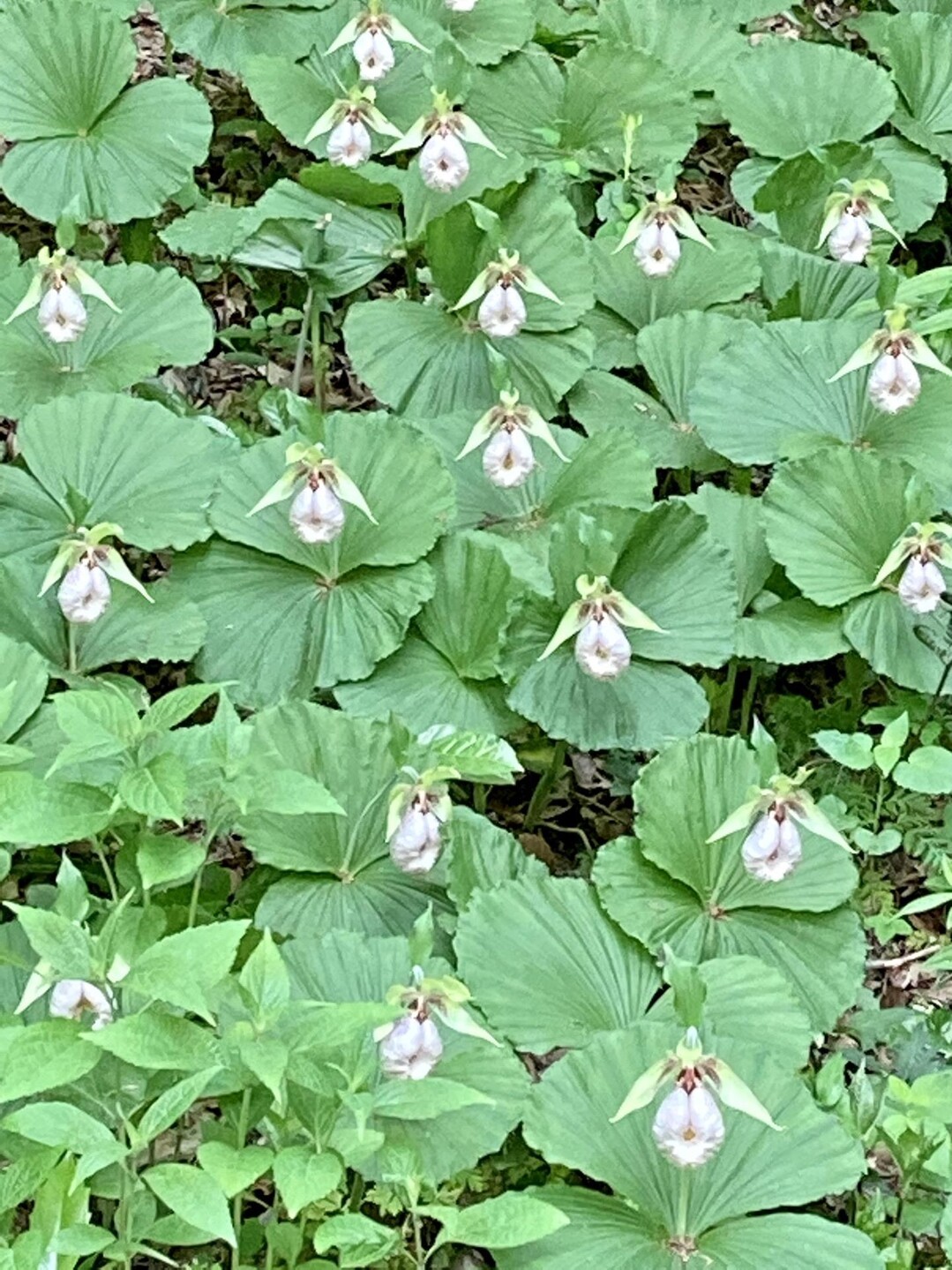 高尾山 南山陵から東山陵 クマガイソウ... / skipさんのモーメント | YAMAP / ヤマップ