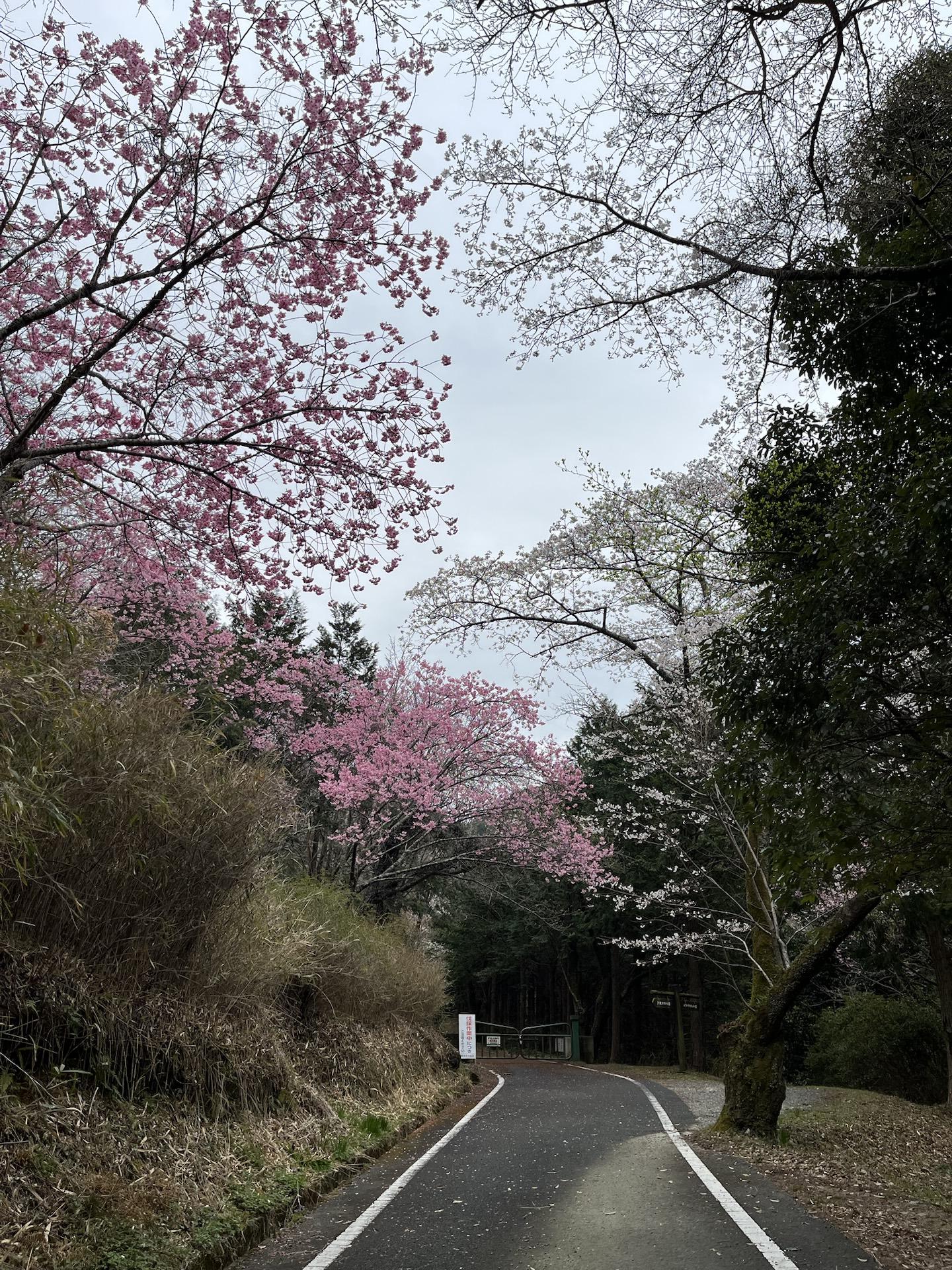 大原調整池から五葉城址🌸 / cocoさんの坊ヶ峰・石巻山・神石山・葦毛湿原の活動データ | YAMAP / ヤマップ