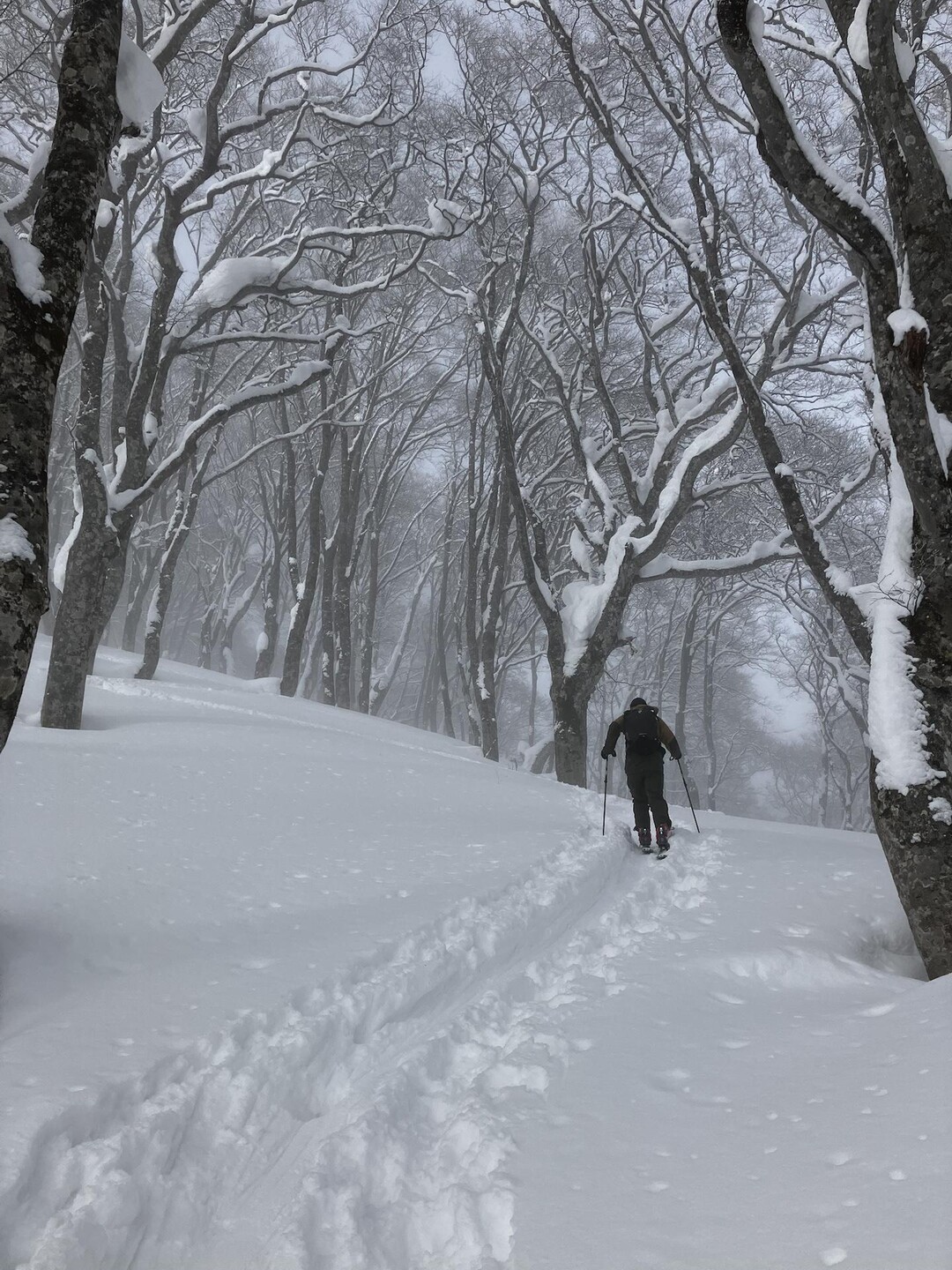 Akakan前山手前BC / Ueさんの妙高山・火打山の活動データ | YAMAP / ヤマップ