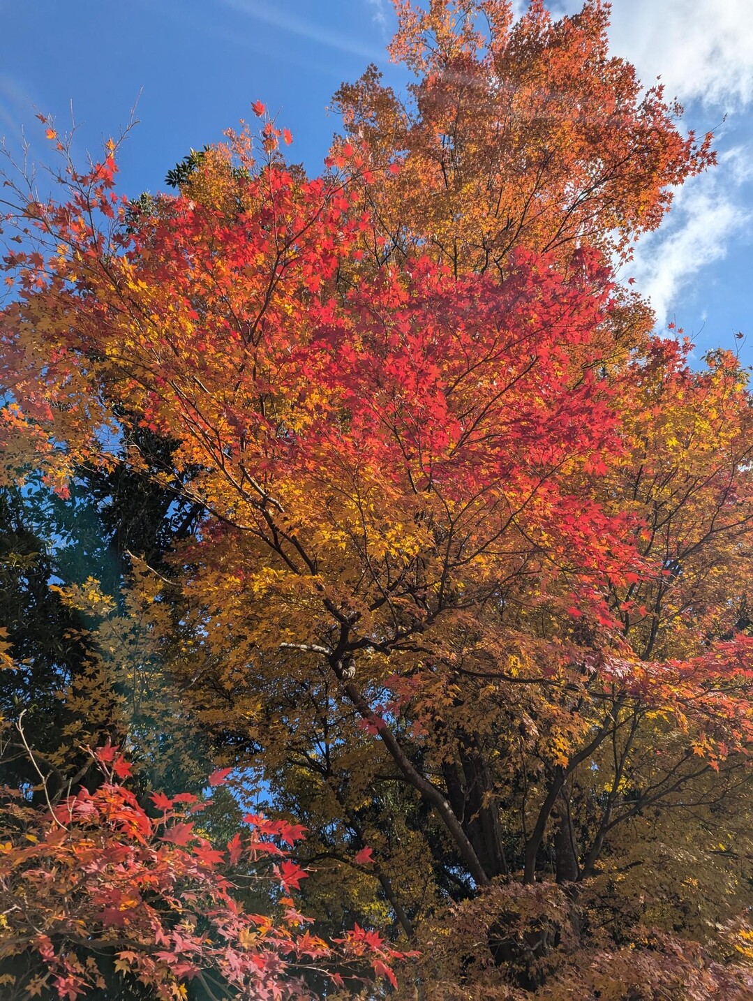 愛宕山 / d-sakuさんの愛宕山・三頭山・朝日峯の活動データ | YAMAP / ヤマップ