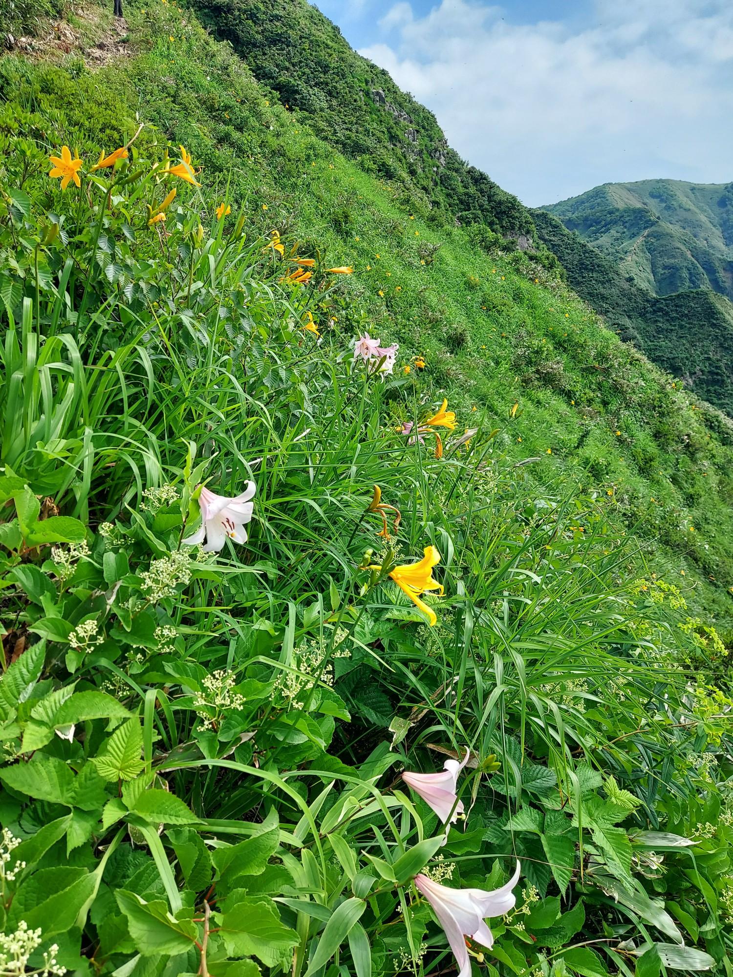 7/6ササユリとニッコウキスゲの大日ヶ岳 / Ikuさんの大日ヶ岳・毘沙門岳の活動データ | YAMAP / ヤマップ
