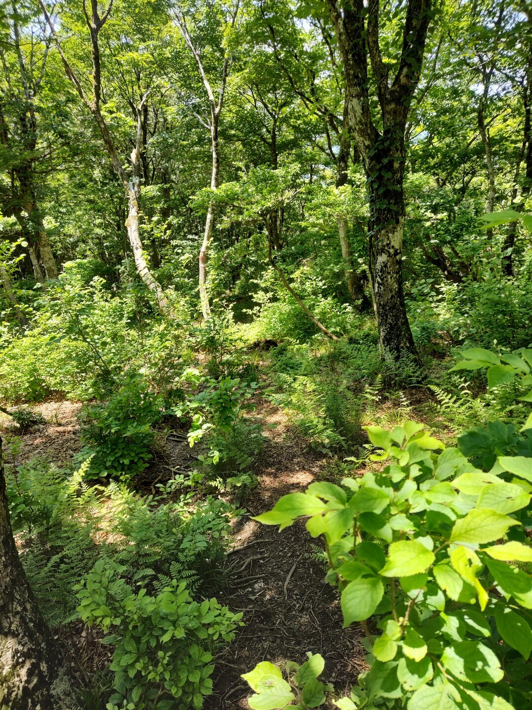 yosさんの投稿したフィールドメモ | YAMAP / ヤマップ