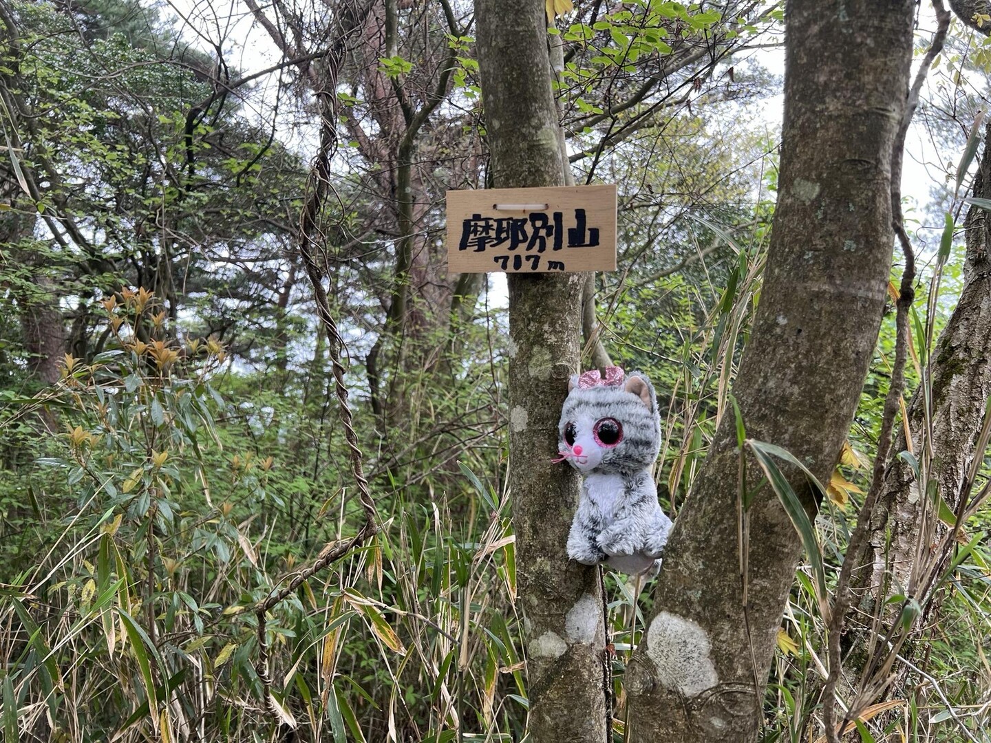 摩耶山・摩耶別山 / ISSEIさんの六甲山・長峰山・摩耶山の活動データ | YAMAP / ヤマップ