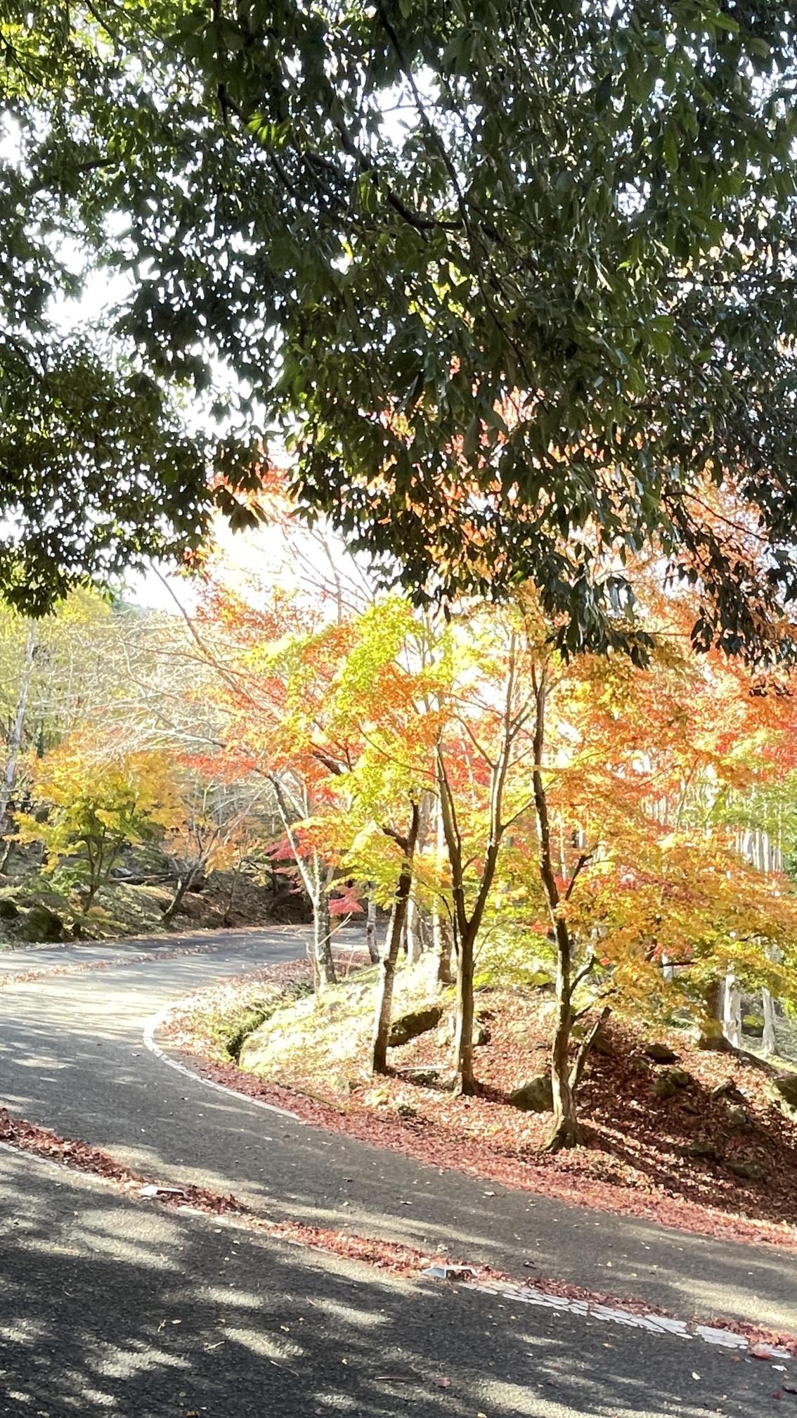八面山 紅葉🍁 金色渓谷 / Haroldさんの八面山の活動日記 | YAMAP / ヤマップ