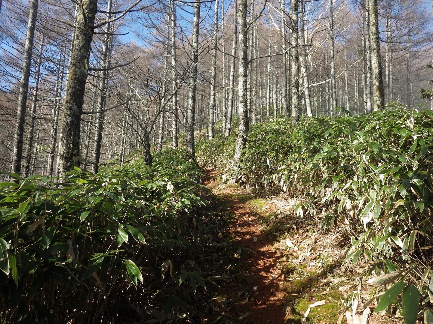 経ヶ岳（[バーティカル]中尾ルート） / RYZさんの経ヶ岳・坊主岳の活動データ | YAMAP / ヤマップ
