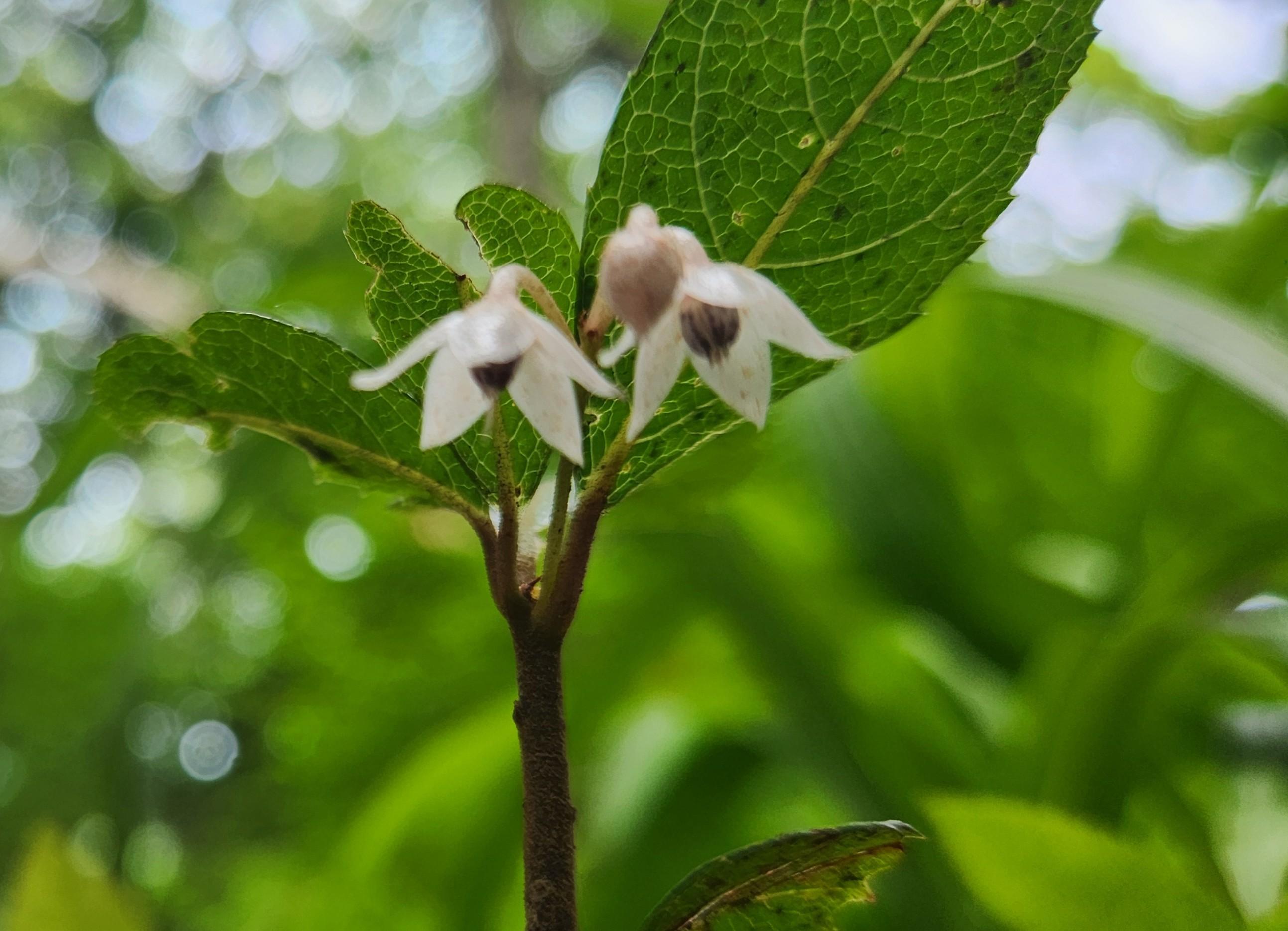 二上山 やぶらこうじのぶらこうじ( ˶ˊᵕˋ)੭ꕤ︎︎ / chieさんの二上山・大師ヶ岳・摩頂山の活動データ | YAMAP / ヤマップ