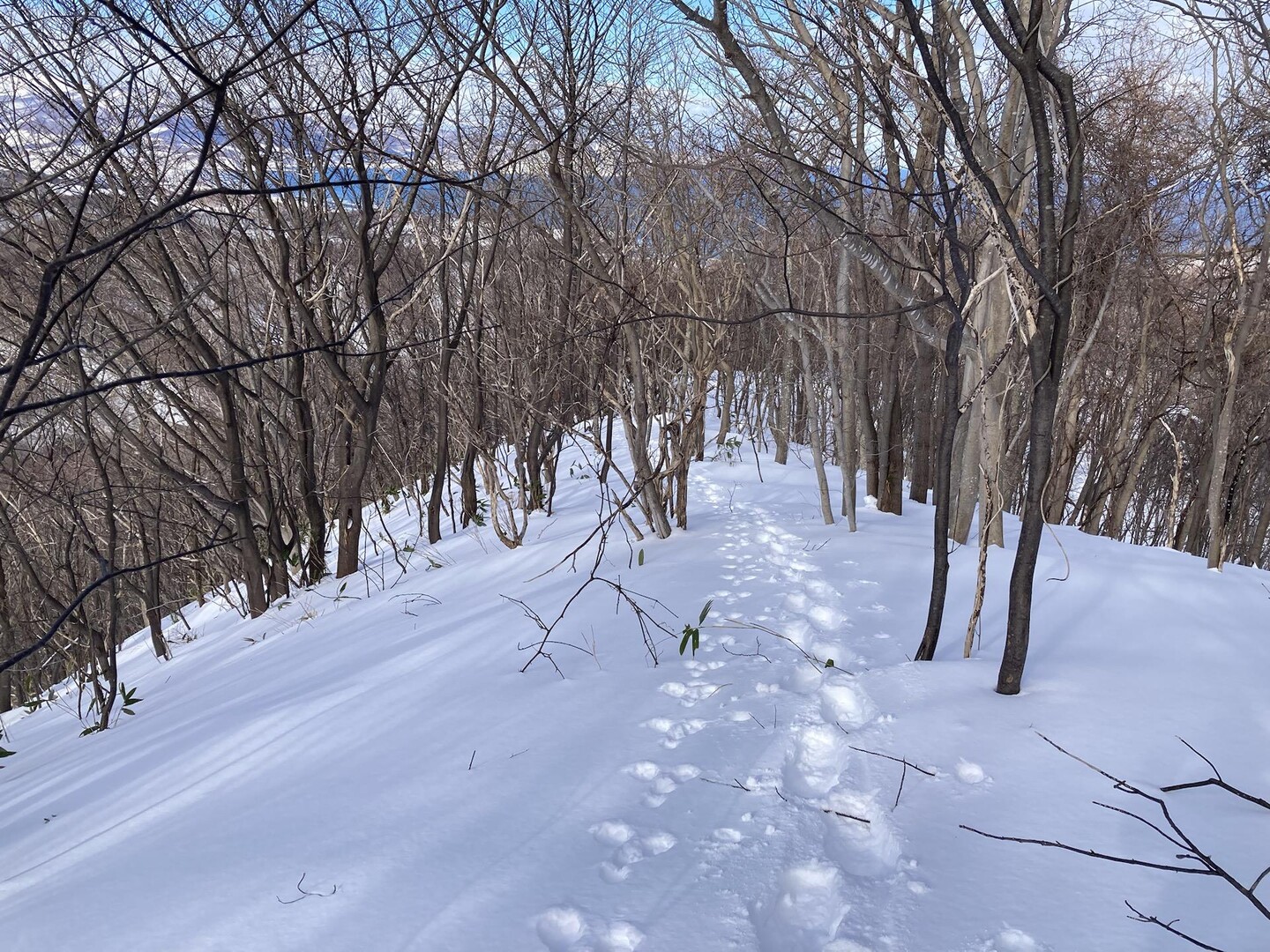 船取山 / 2525さんの塩谷丸山・於古発山の活動データ | YAMAP / ヤマップ