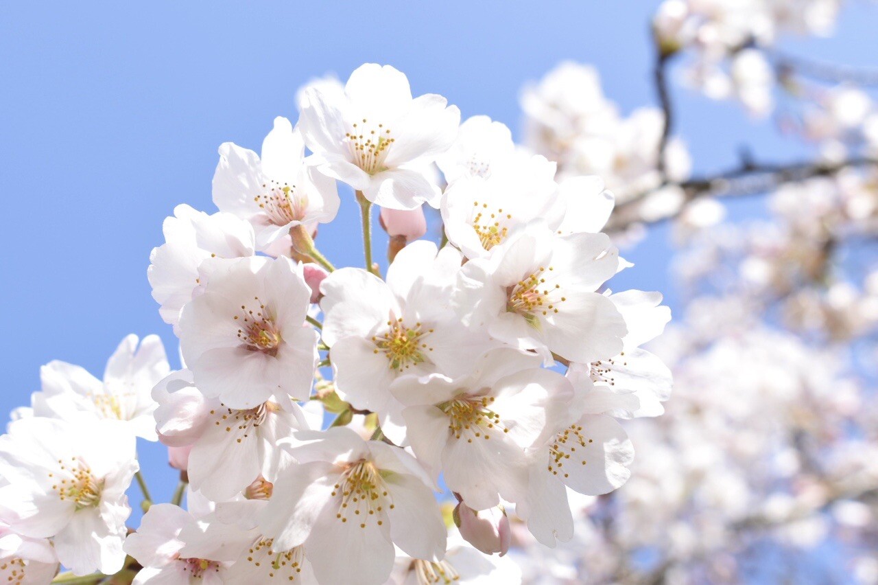 春と桜と糸島四山 / Sugarさんの二丈岳・十坊山の活動データ | YAMAP / ヤマップ
