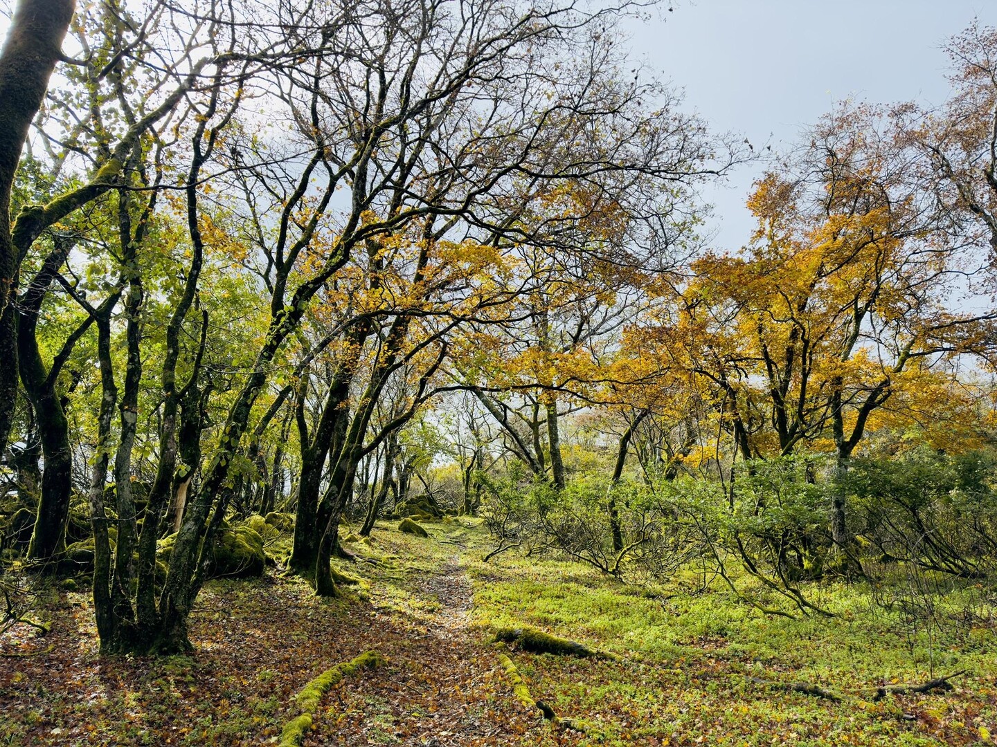 国見岳 / MIO探検隊さんの伊吹山・伊吹高原・御座峰の活動データ | YAMAP / ヤマップ