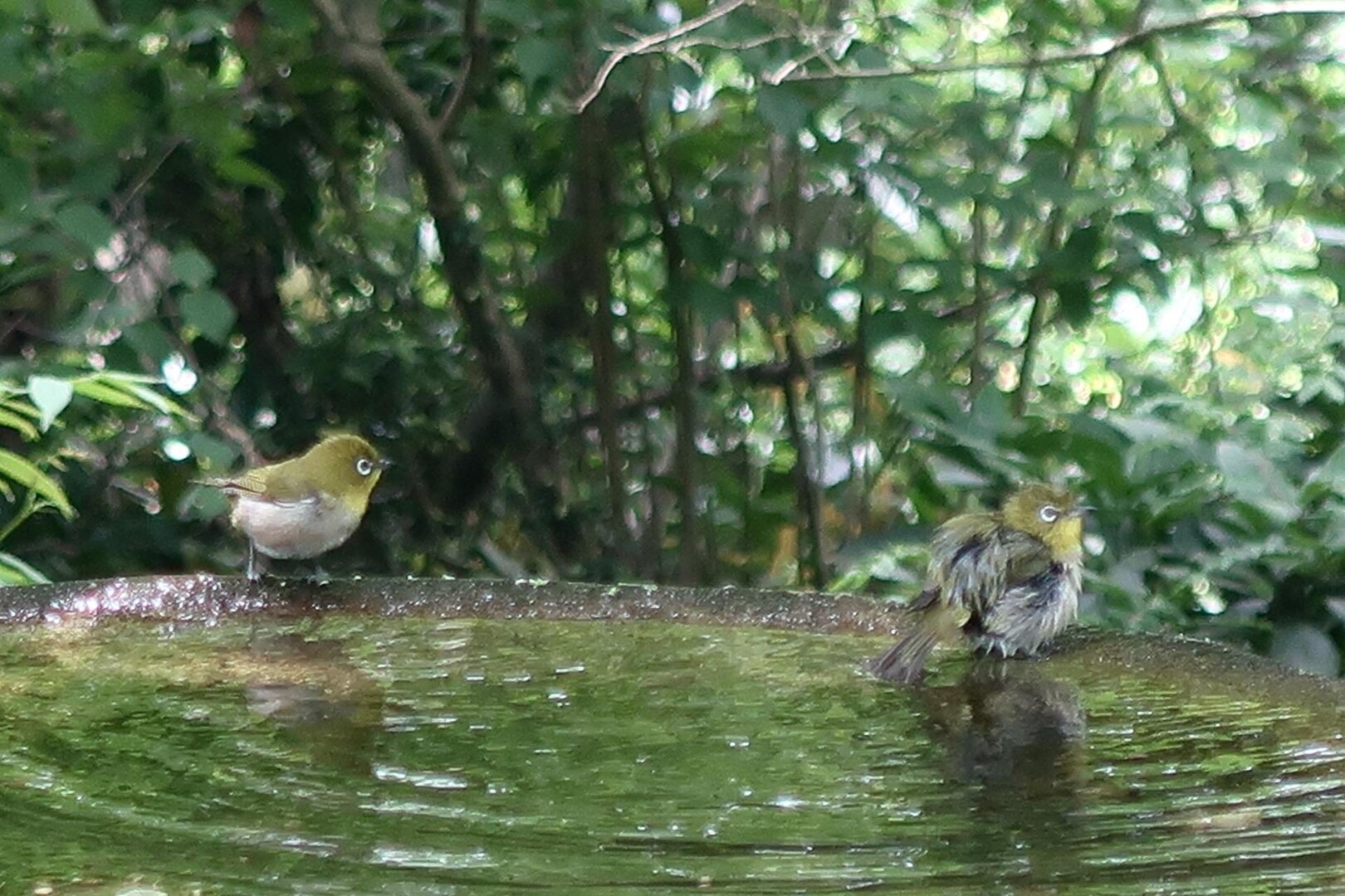 権現山バードサンクチュアリ🐦🍃 / heeさんの弘法山の活動日記 | YAMAP / ヤマップ