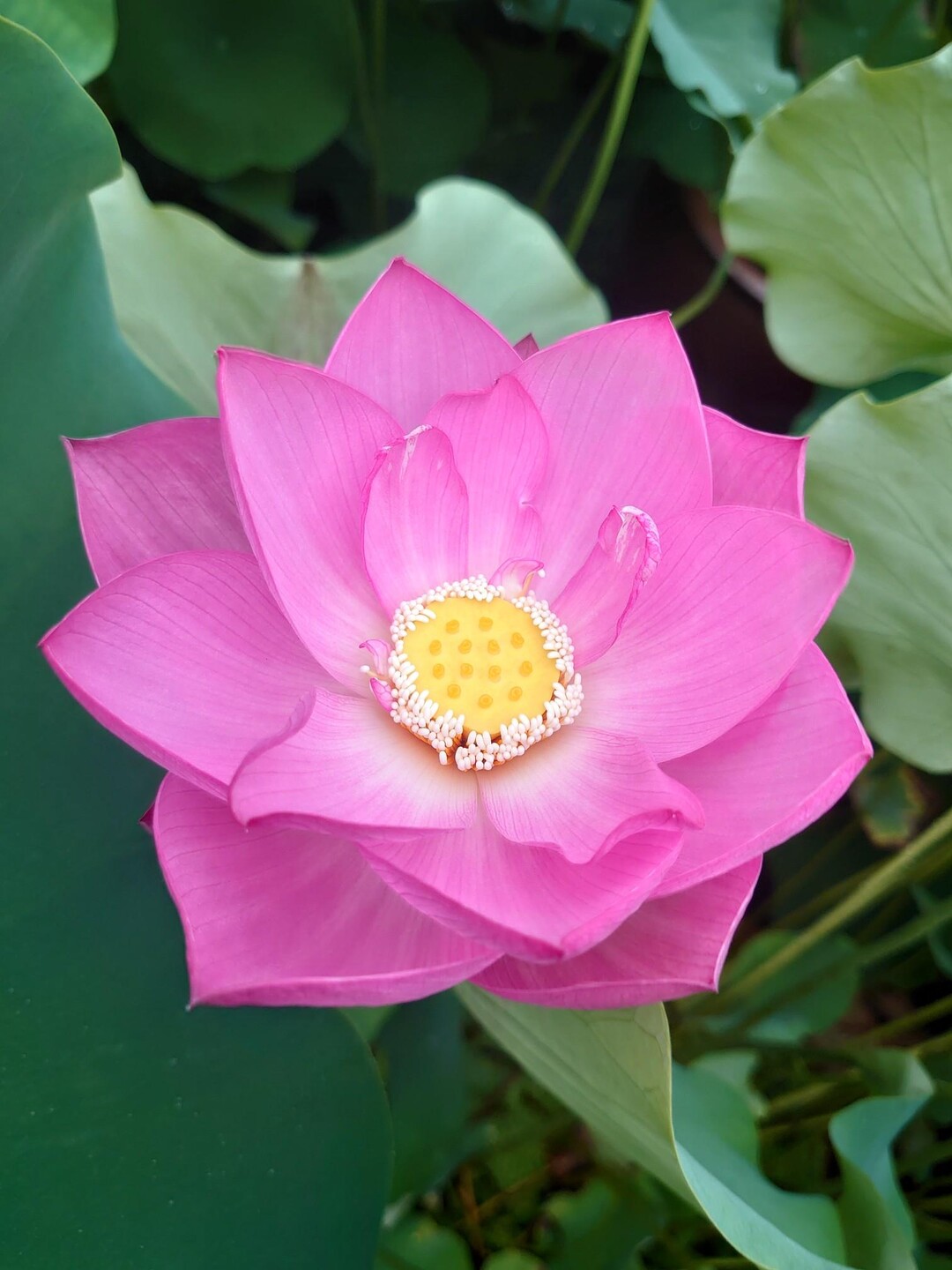 暑すぎやん💦 / akkiさんの湯川山・城山・孔大寺山の活動データ | YAMAP / ヤマップ