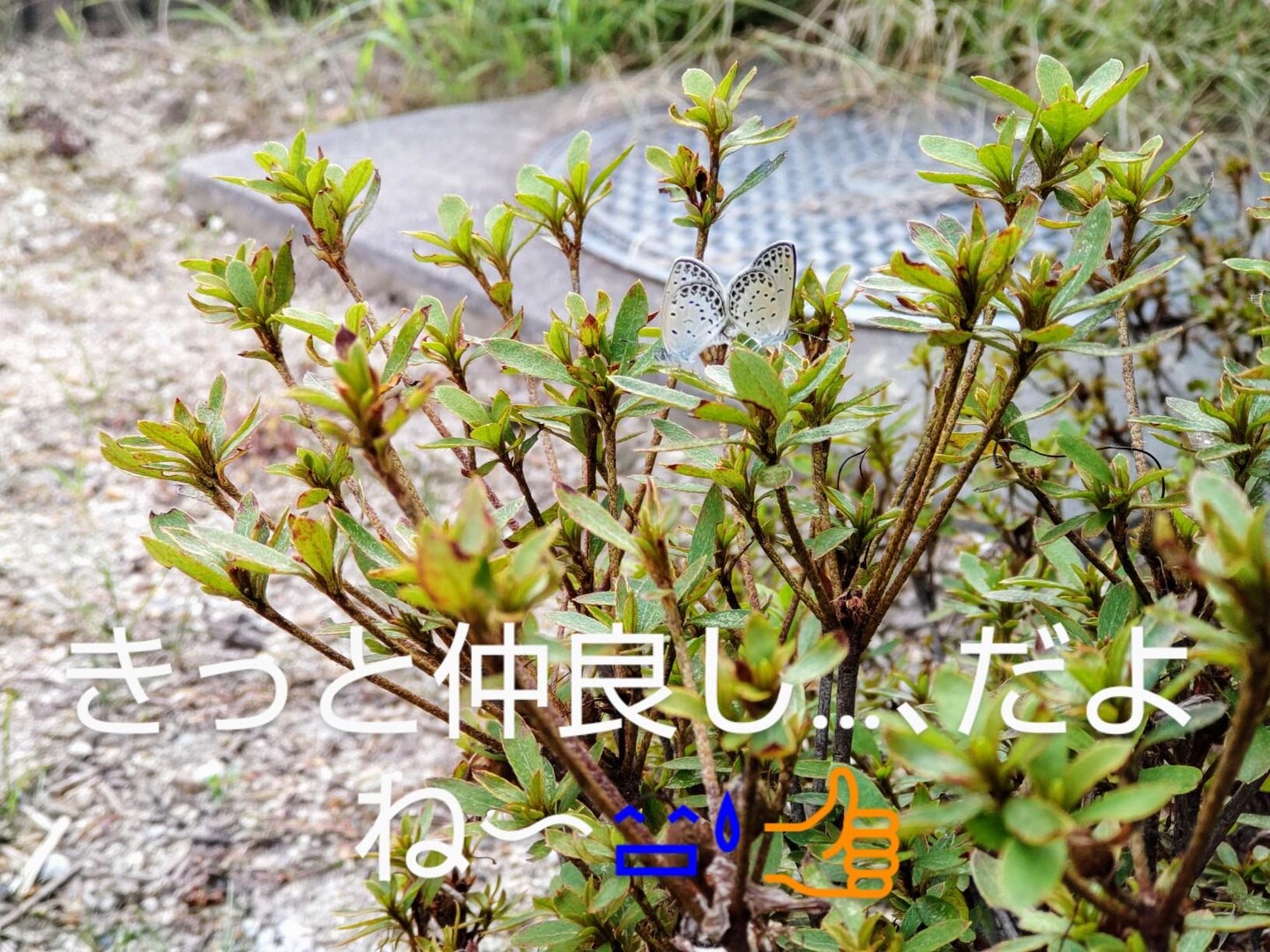 2時から1.5時間､7km強🚶🏻‍ ... / あつ志さんのモーメント | YAMAP / ヤマップ