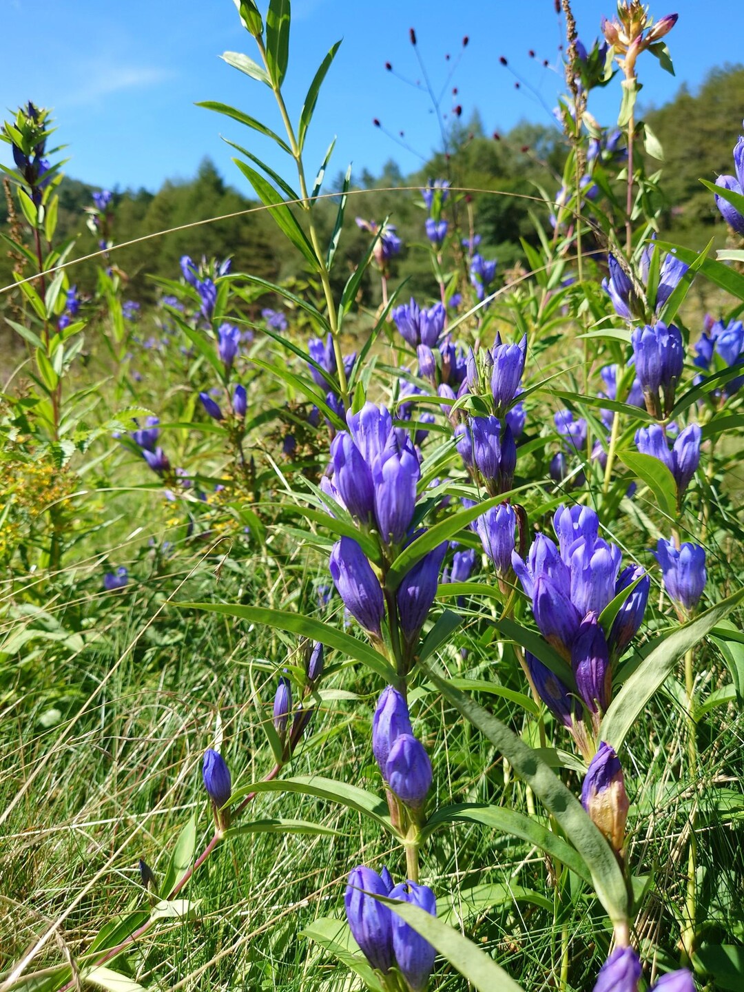 入笠山 / Terryさんの入笠山の活動データ | YAMAP / ヤマップ