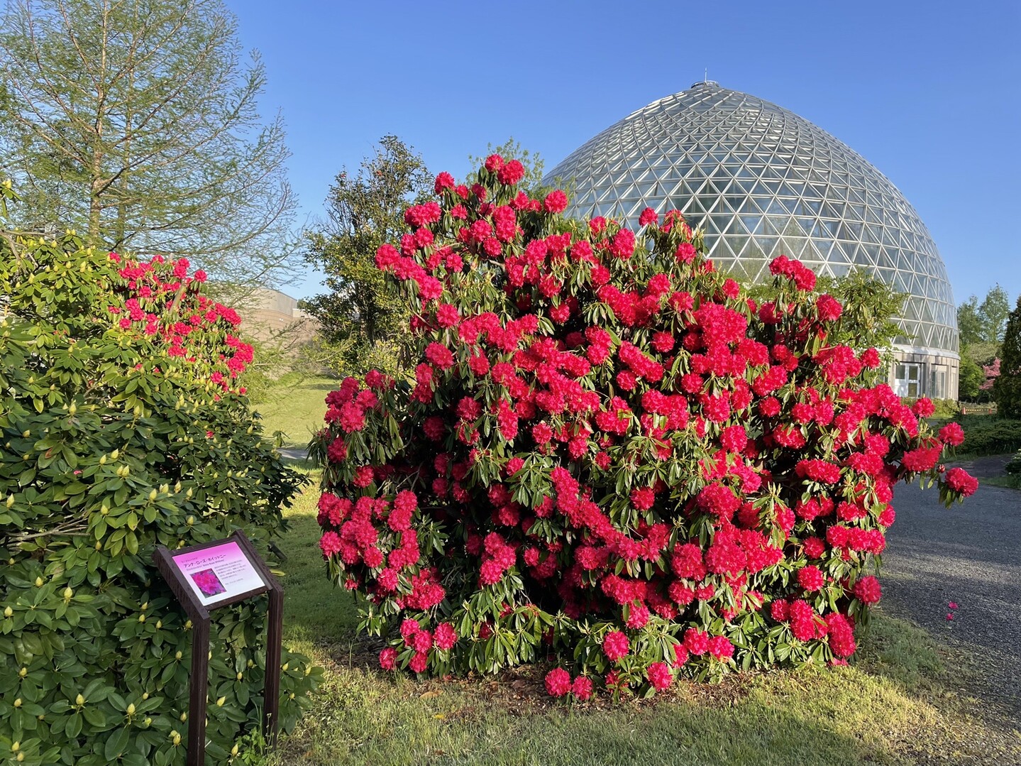 花便りR4 vol.8 朝のお散歩先 石... / kaizaさんのモーメント | YAMAP / ヤマップ