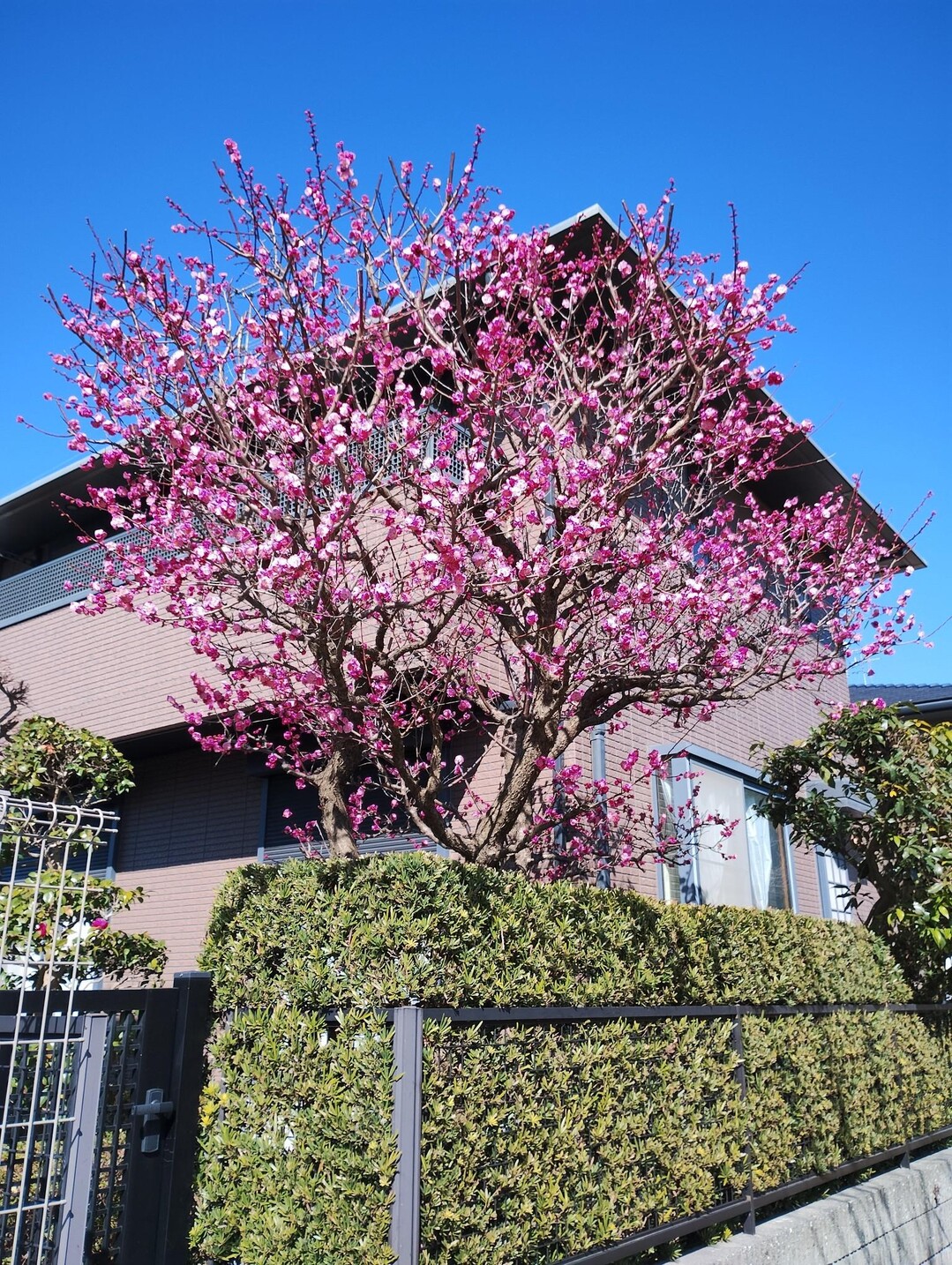 金山川を7kmほどウォーキングしました。... / Romiさんのモーメント | YAMAP / ヤマップ