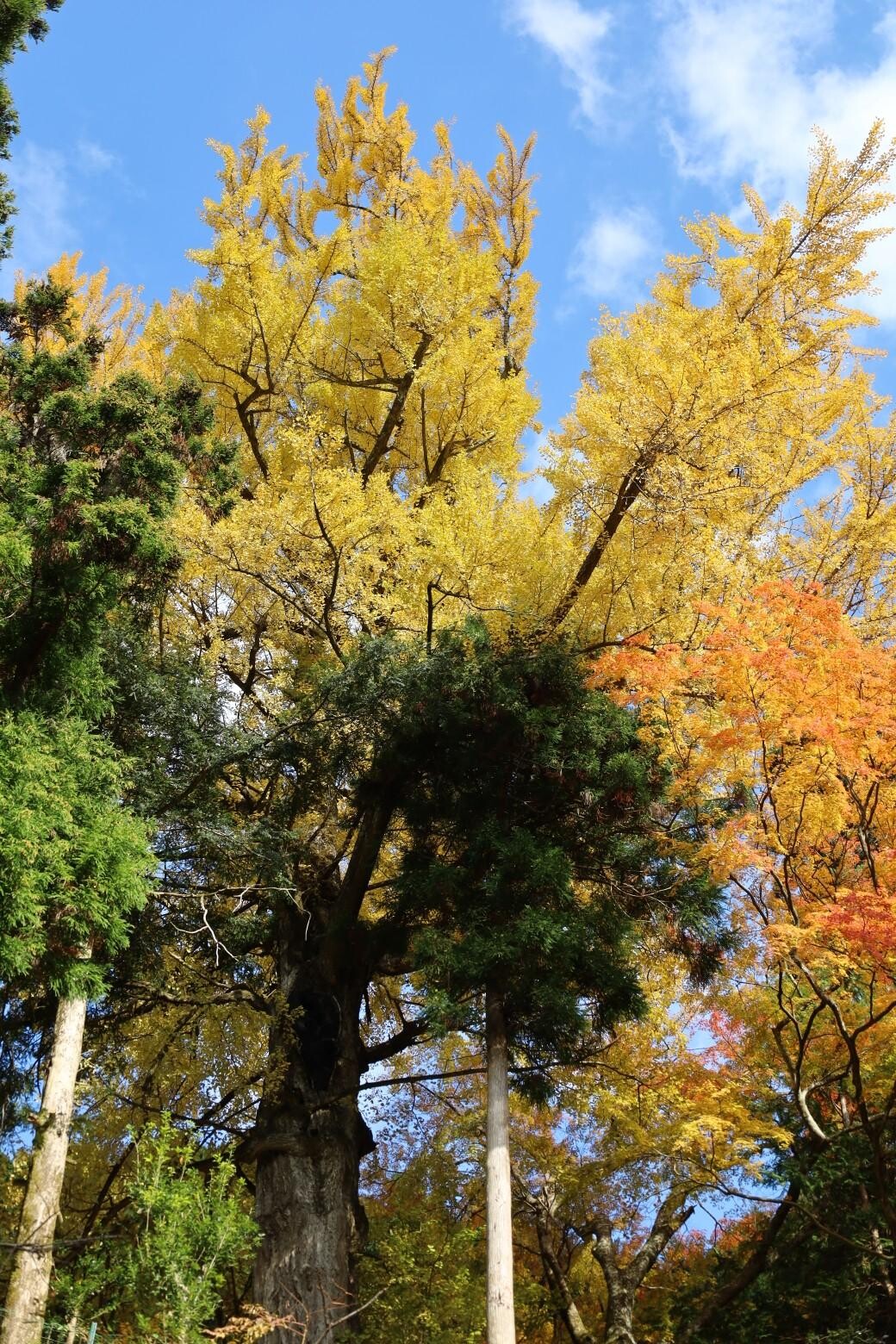音羽観音寺から音羽三山プチ縦走 / sigeさんの音羽山・竜門岳（龍門岳）・熊ヶ岳の活動日記 | YAMAP / ヤマップ