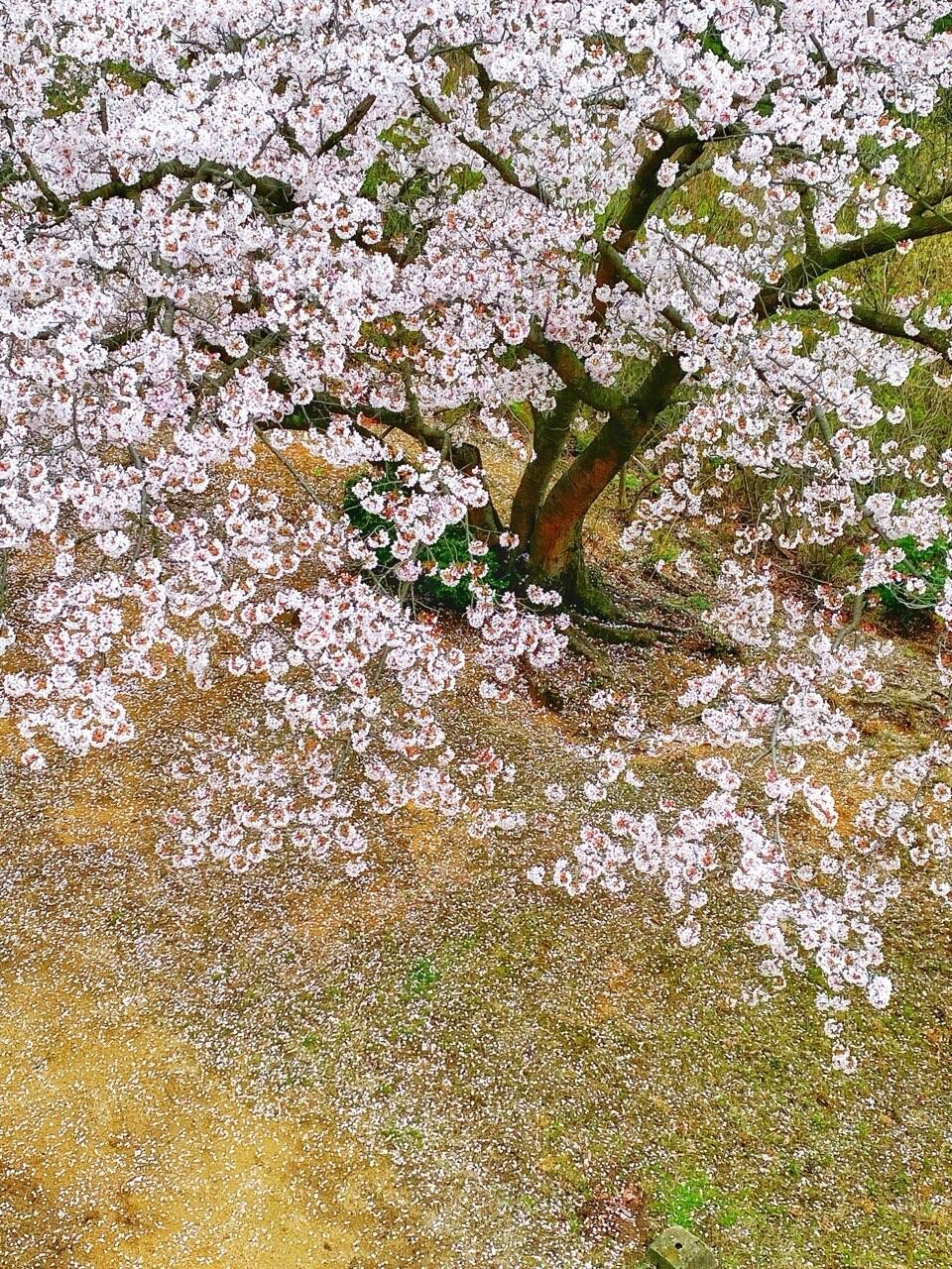 王子が岳の海と桜 / tomyさんのモーメント | YAMAP / ヤマップ
