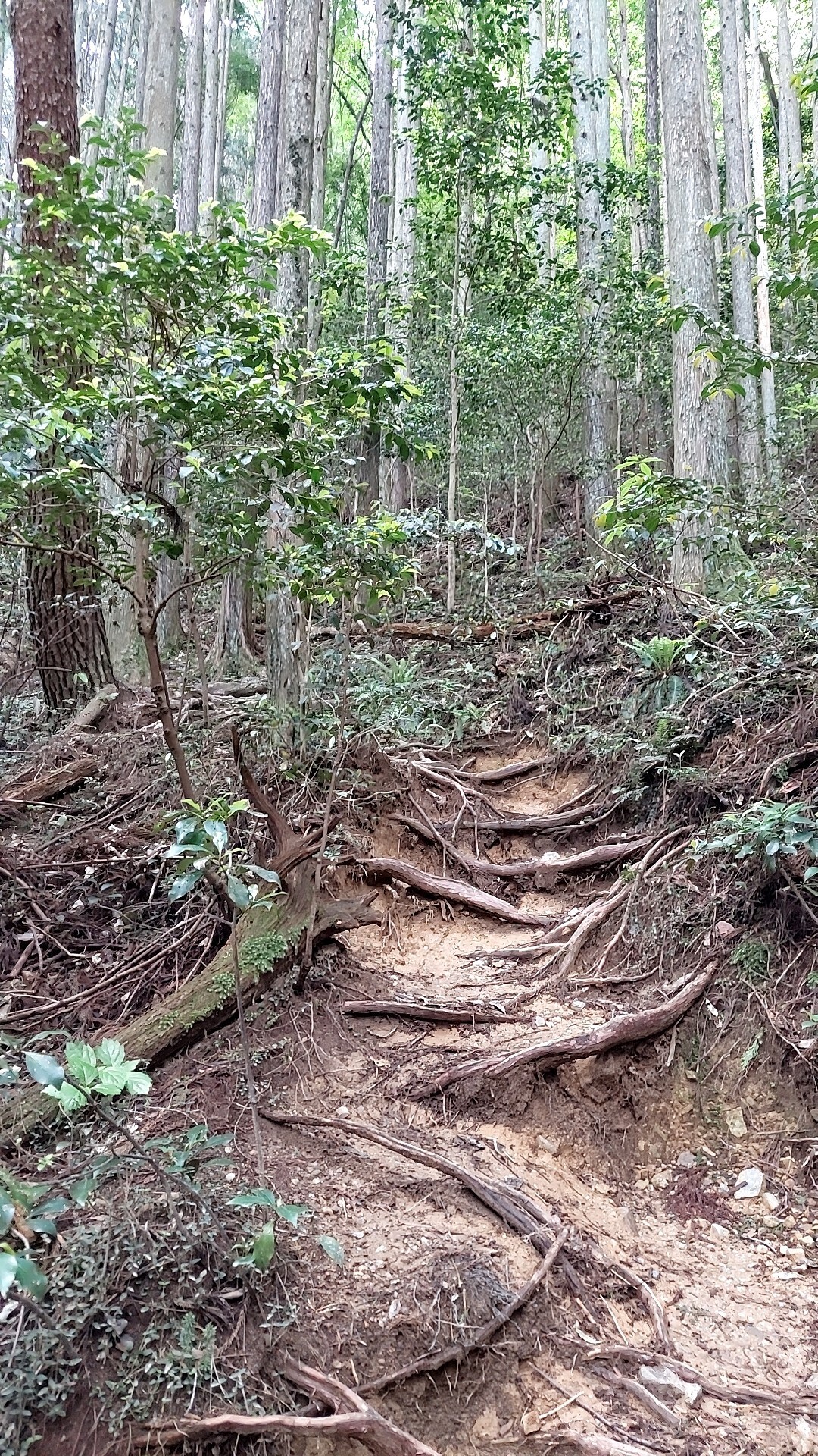 2022.05.23(月) 04:32 / teru2829さんのモーメント | YAMAP / ヤマップ