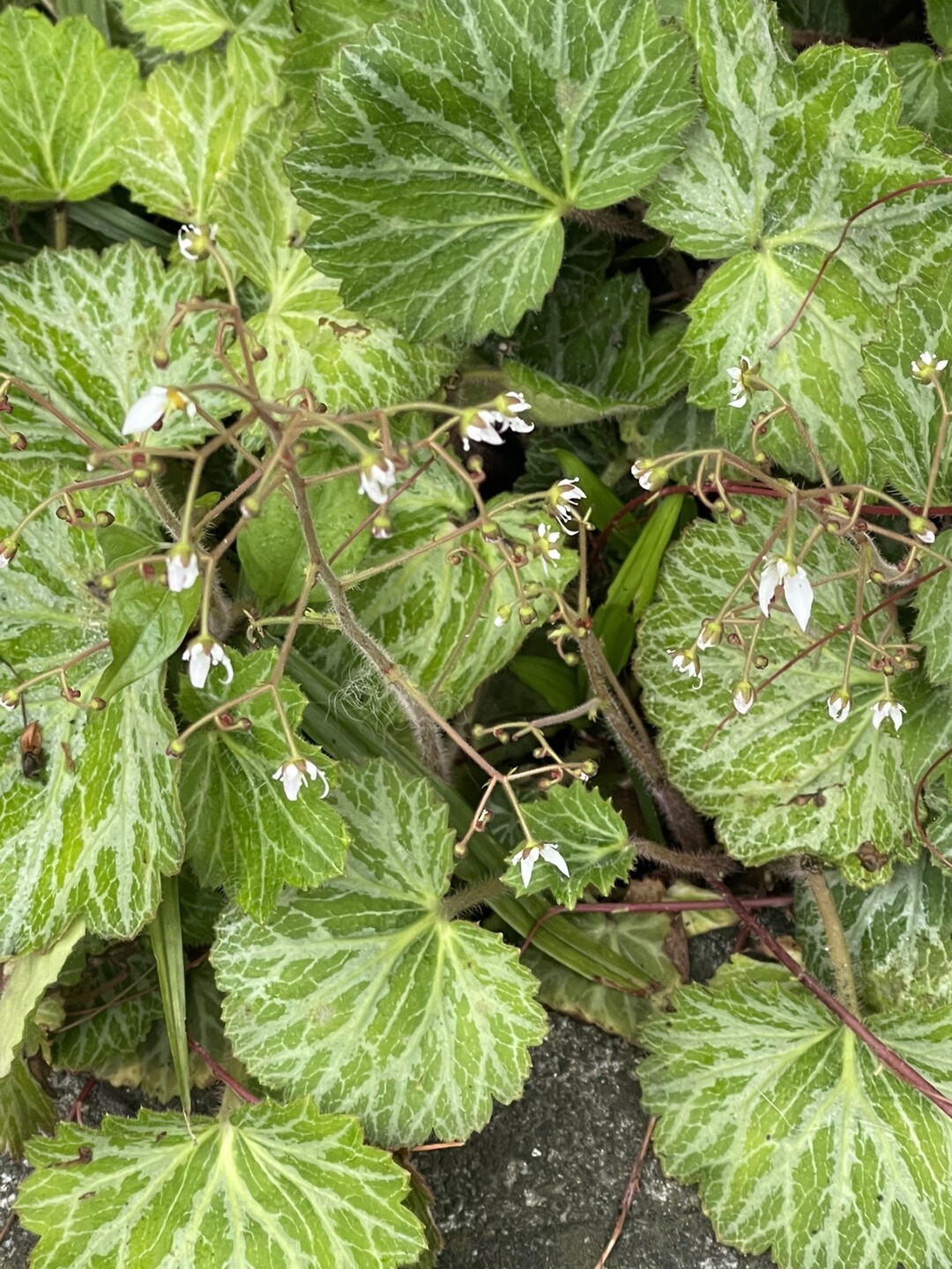 大阪のお山でユキノシタを見た。 こっちに... / Atto-Rieさんのモーメント | YAMAP / ヤマップ