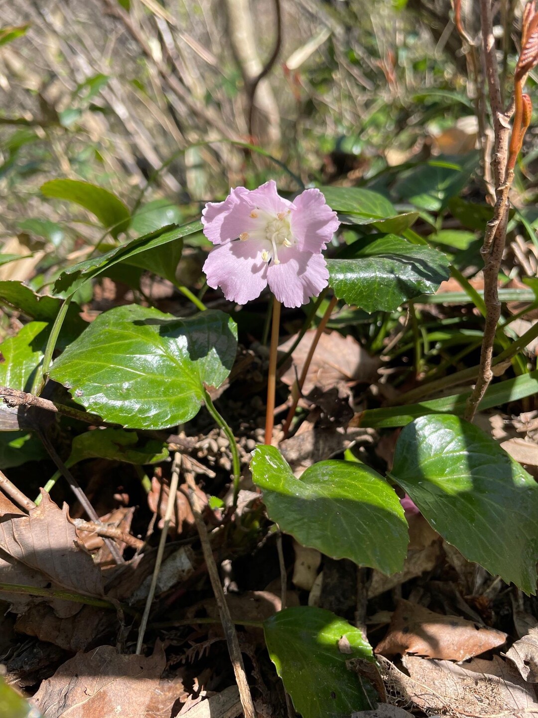 こぶトレ いつもの宝達山 / のとちゃんさんの宝達山の活動データ | YAMAP / ヤマップ