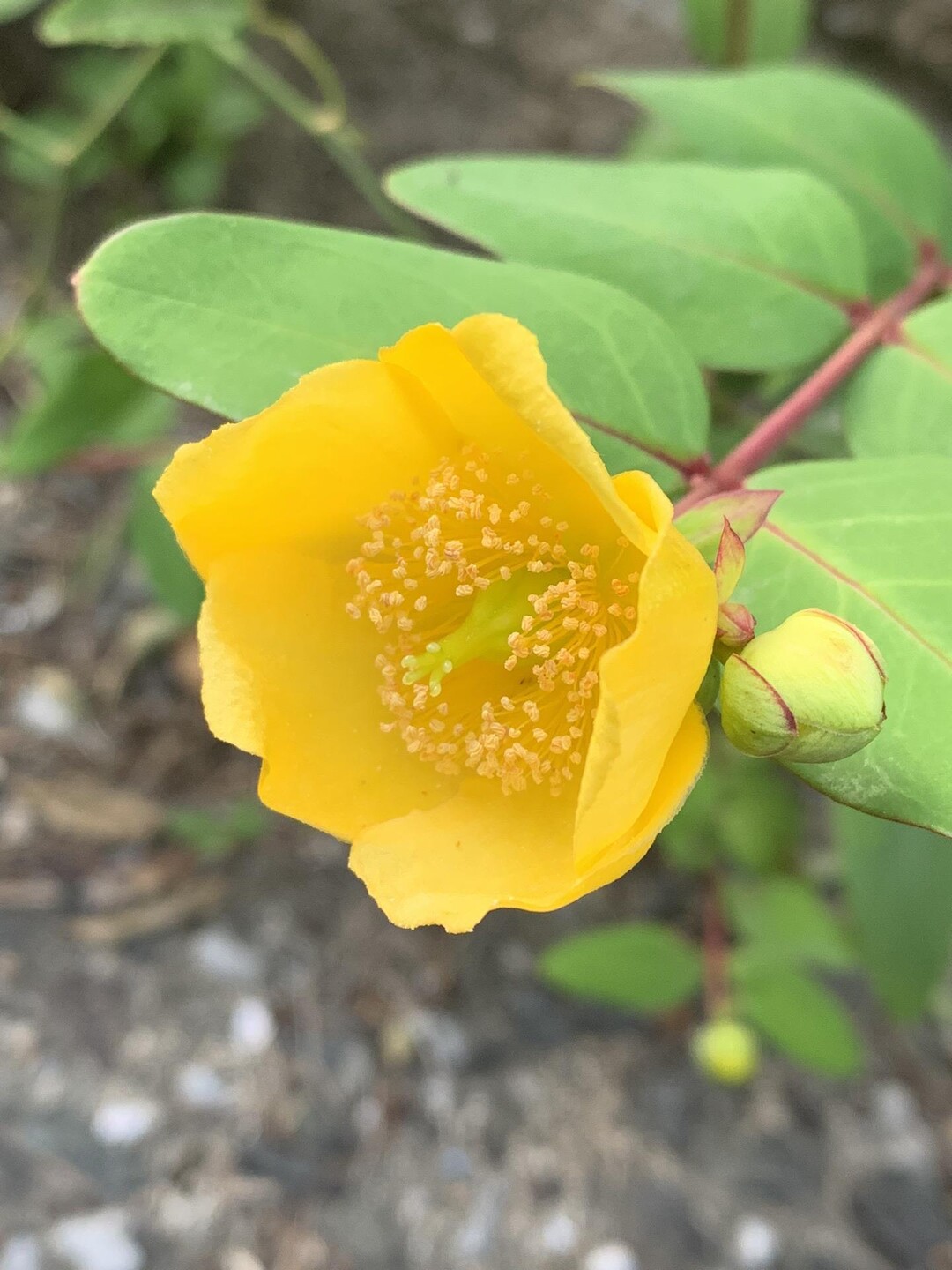 植えた覚えのない花シリーズ🤭 普通に紫... / yokoさんのモーメント | YAMAP / ヤマップ