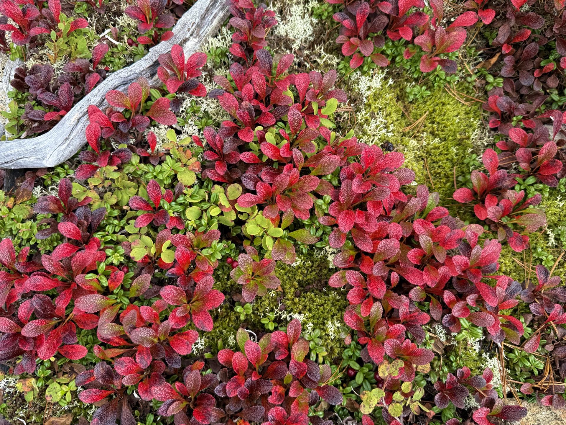 十石峠までのんびり登山-2025-09-03 / ayaさんの石狩岳・音更山の活動データ | YAMAP / ヤマップ