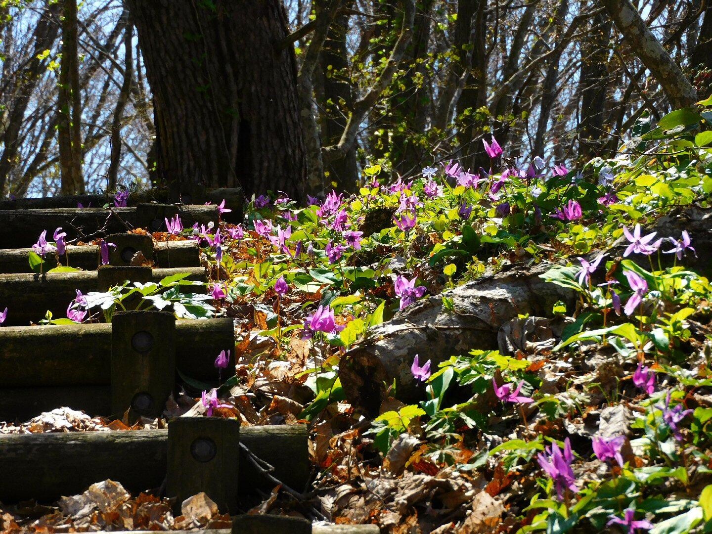 カタクリ満開の高尾山・大平薬師 / よしのり75さんの秋田市の活動データ | YAMAP / ヤマップ