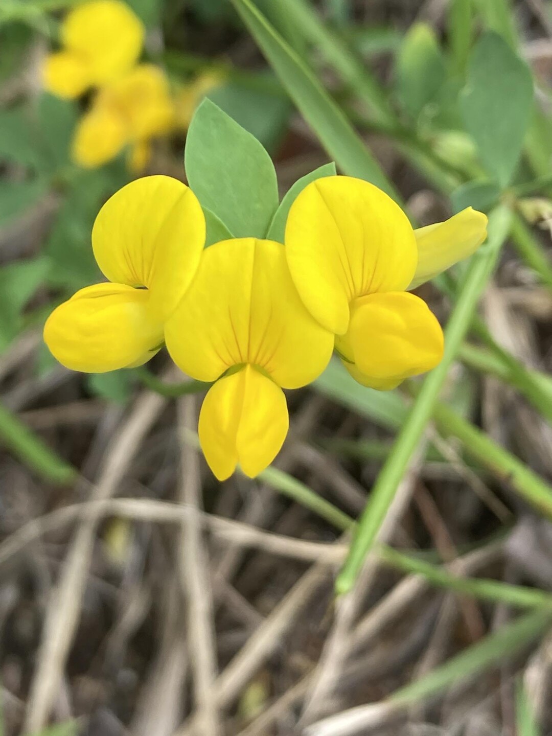 遍路ころがし〜十九丁 / tairaさんの四国遍路その19の活動データ | YAMAP / ヤマップ