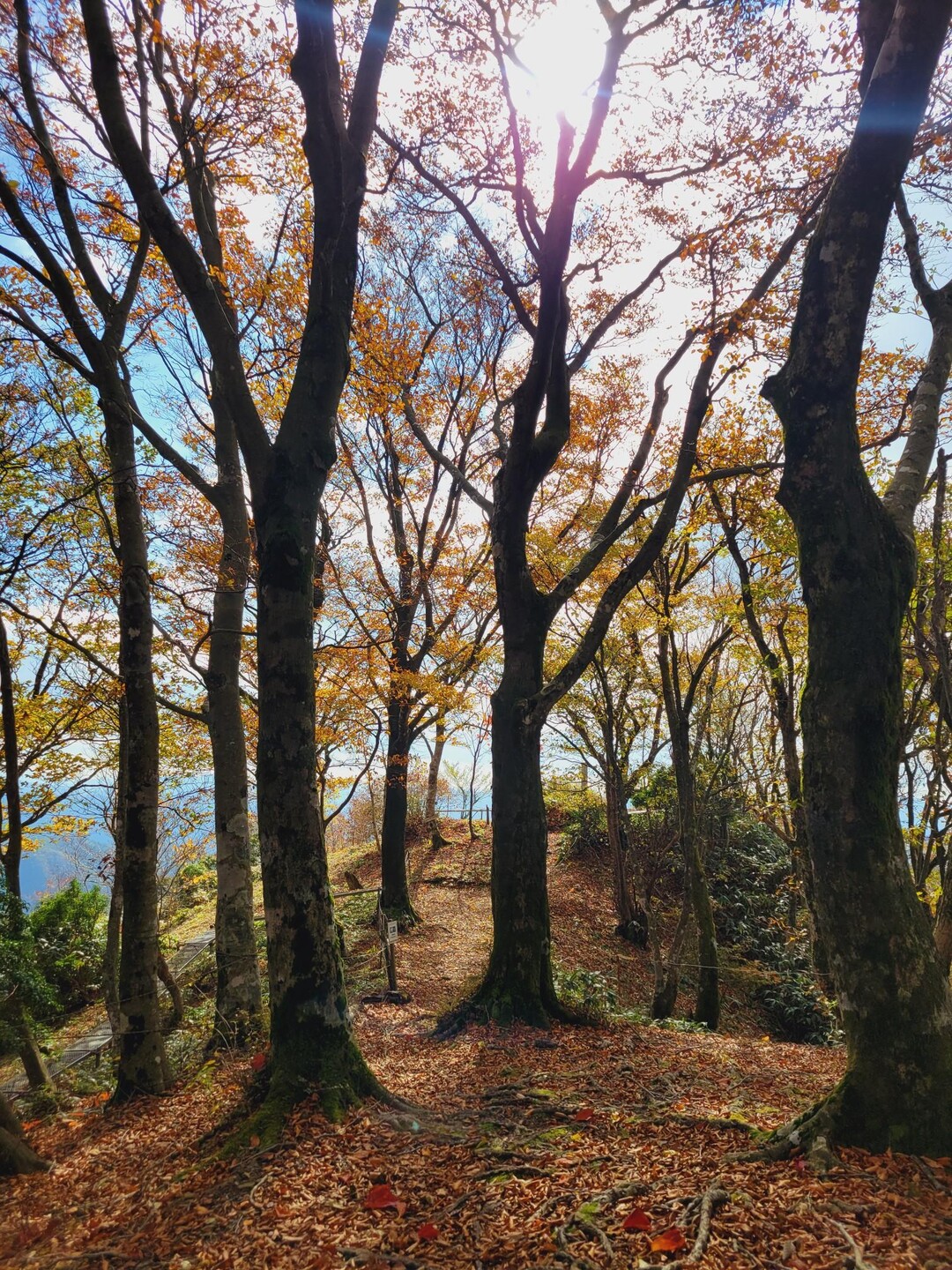 秋🍁莇ヶ岳 / shigeyoさんの莇ヶ岳・弟見山の活動データ | YAMAP / ヤマップ