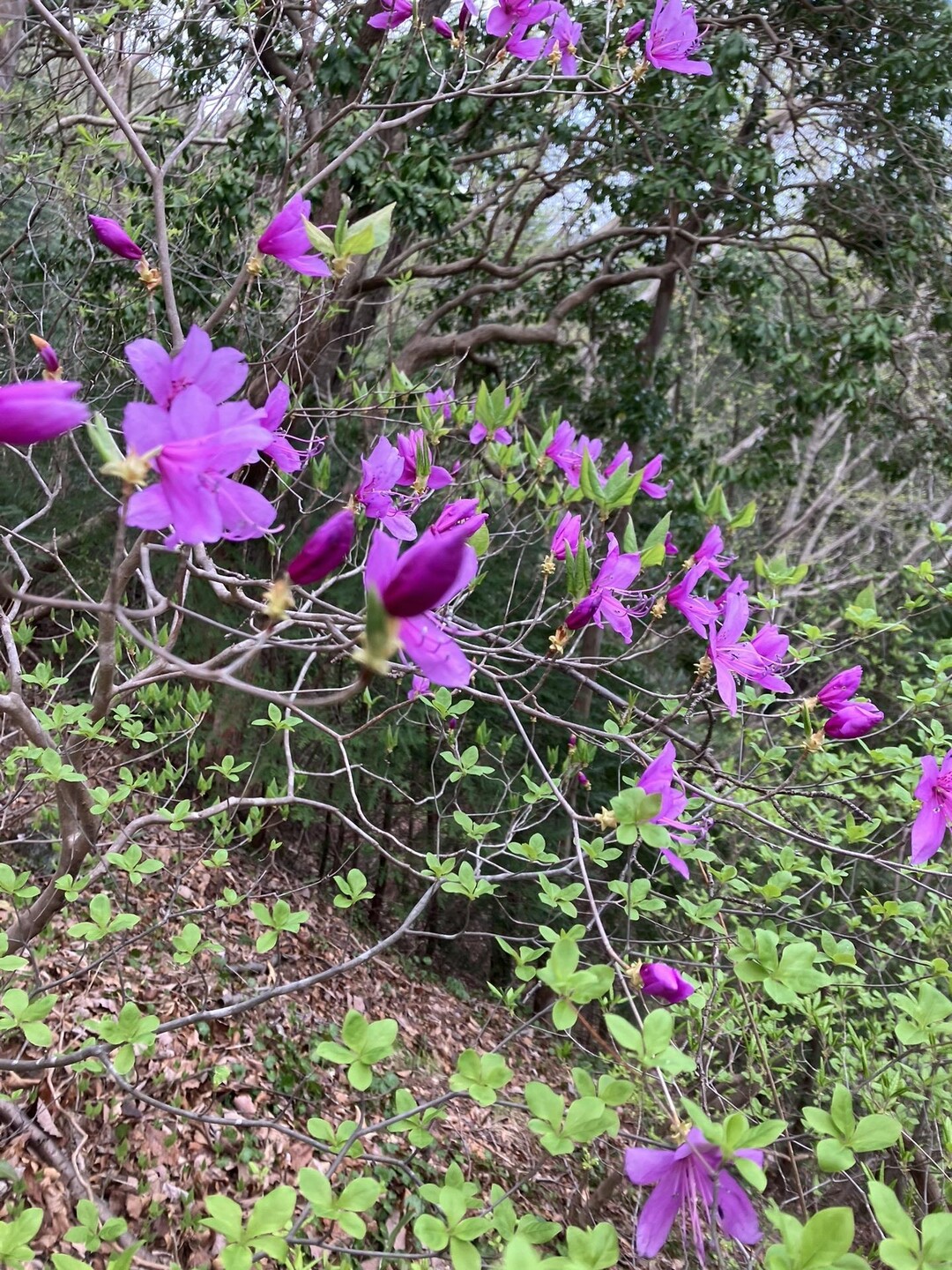 4/20(土)茨城県高萩へ 土岳599m... / はっぴーちゃんさんのモーメント | YAMAP / ヤマップ