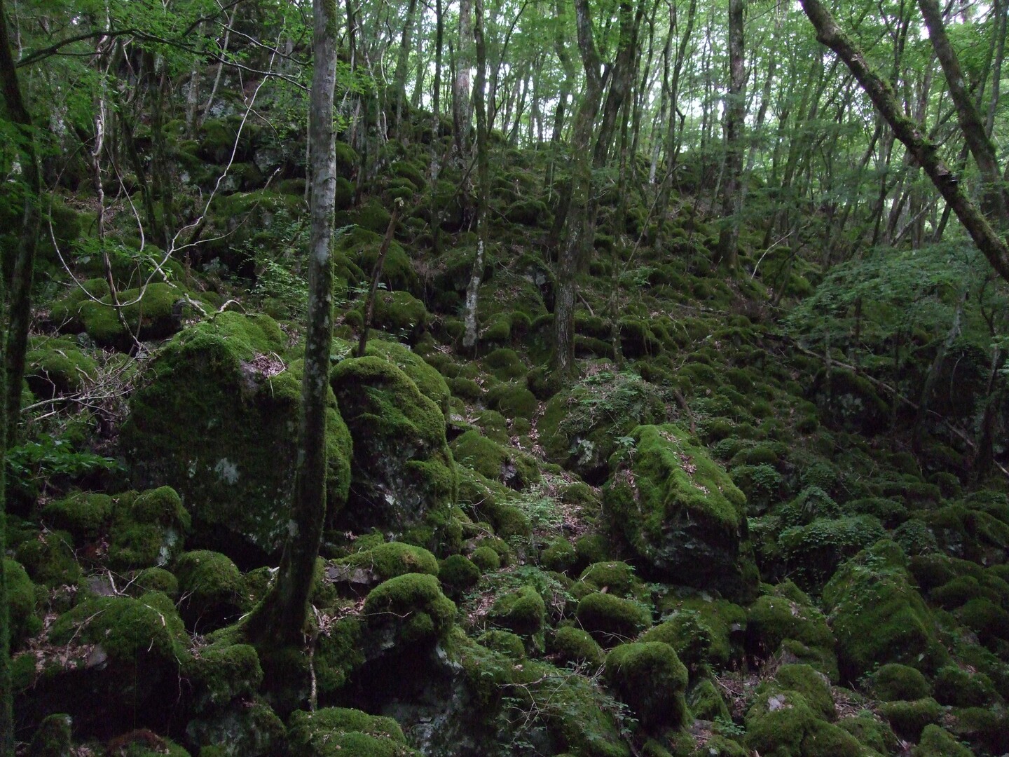 山犬獄・西峰 / mt. sugさんの山犬嶽の活動データ | YAMAP / ヤマップ