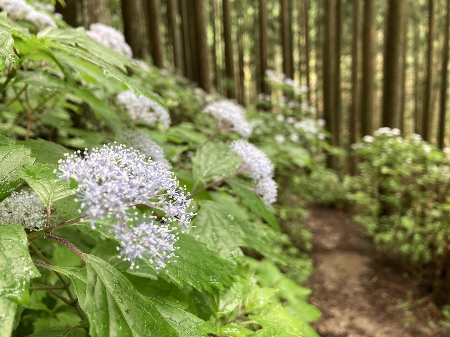 高見山のコアジサイ / bu-koさんの高見山・黒石山・天狗山の活動データ | YAMAP / ヤマップ