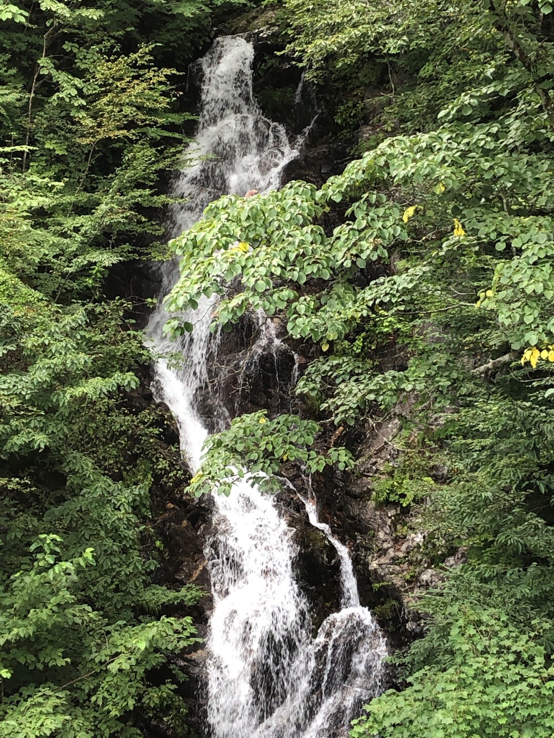 Neko⭐︎💫⭐︎さんの投稿したフィールドメモ | YAMAP / ヤマップ