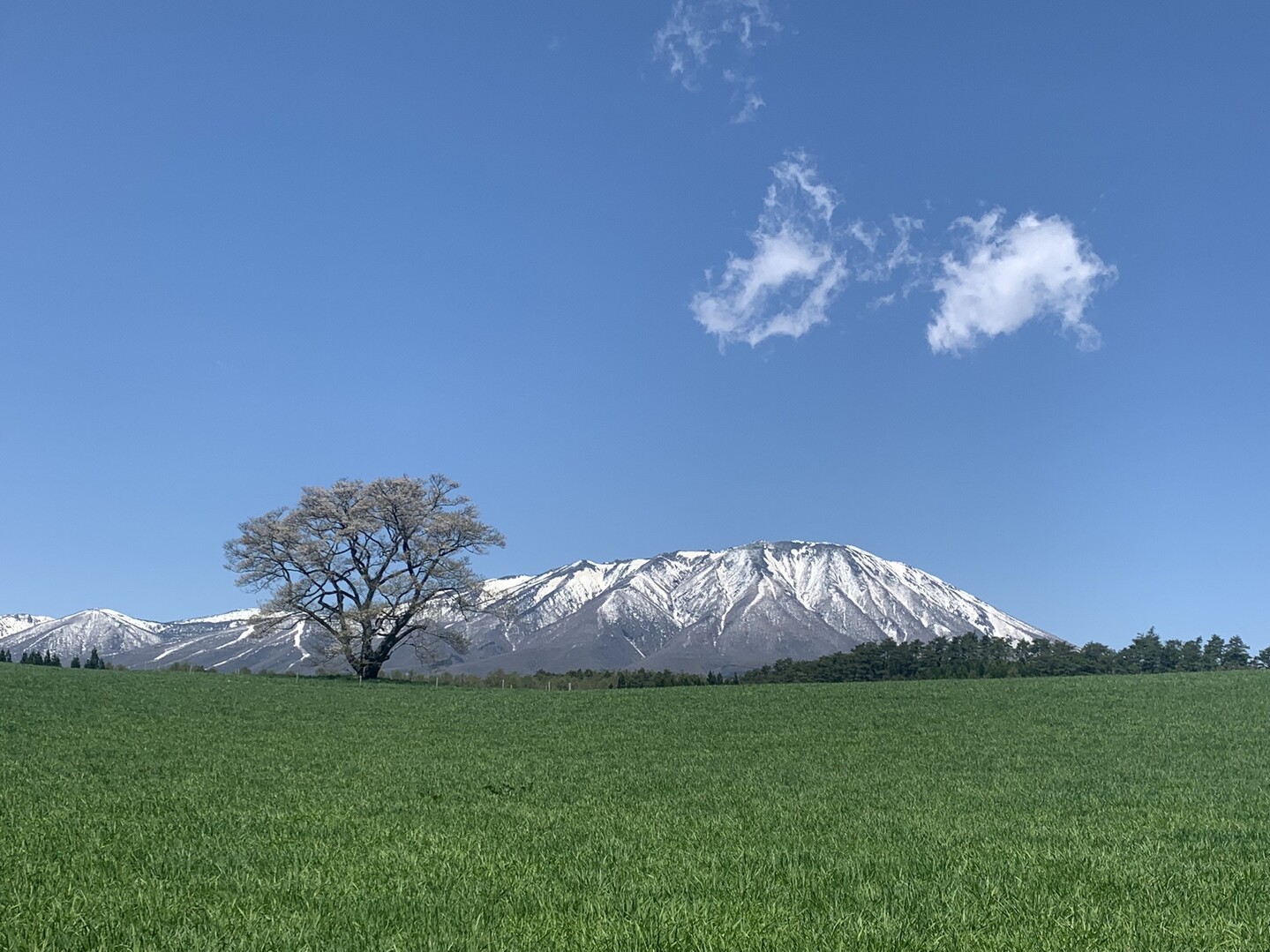GW 雫石の一本桜🌸を見に お天気良く... / Yopion𖤣𖥧𖥣｡𖡼さんのモーメント | YAMAP / ヤマップ