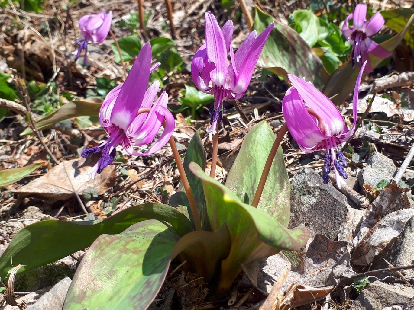 坂戸山 / tomokoさんの坂戸山の活動データ | YAMAP / ヤマップ