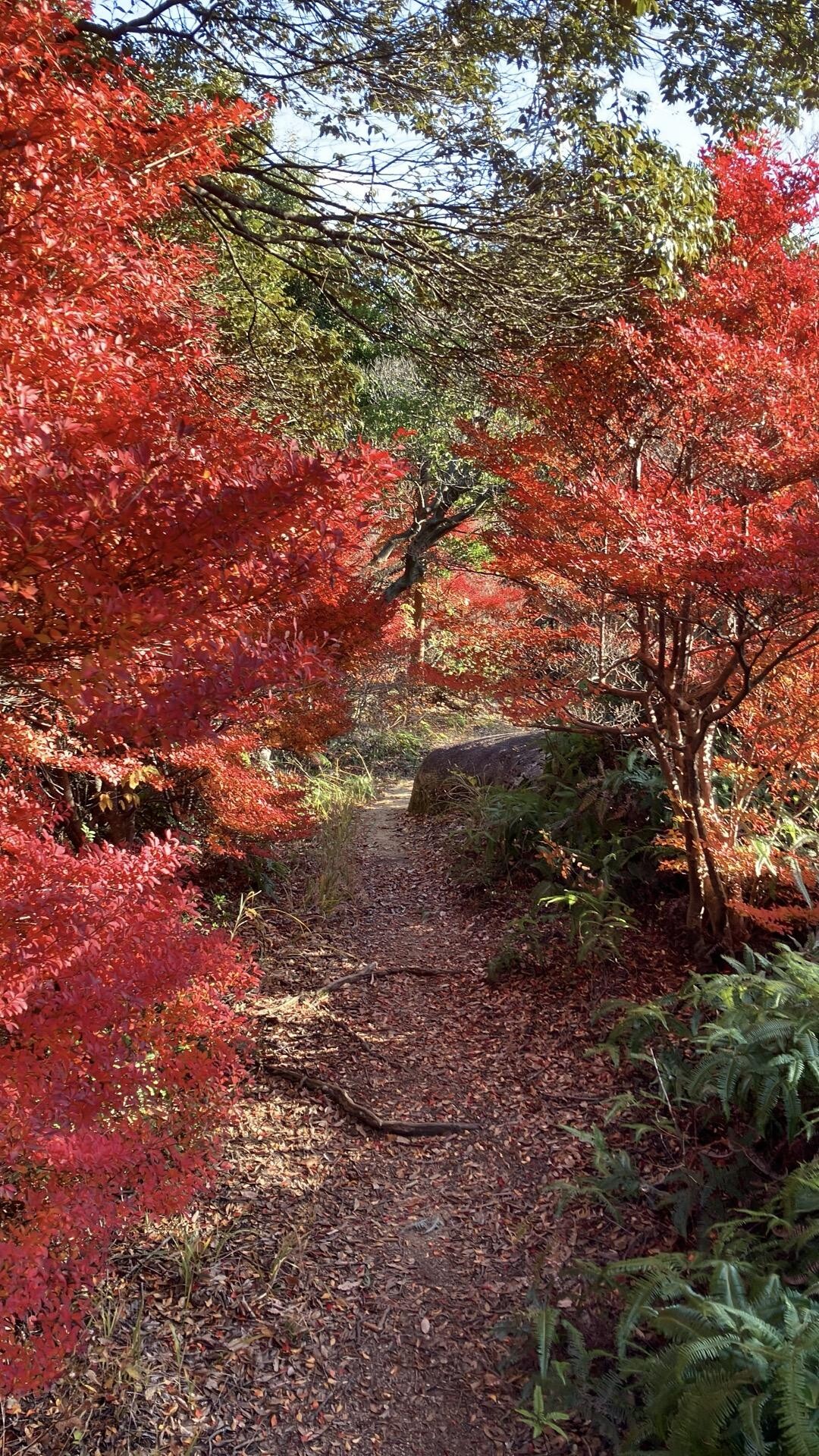 白岩山・観音岳 周回トレラン / seiさんの霜降岳（霜降山）・観音岳・白岩山の活動データ | YAMAP / ヤマップ