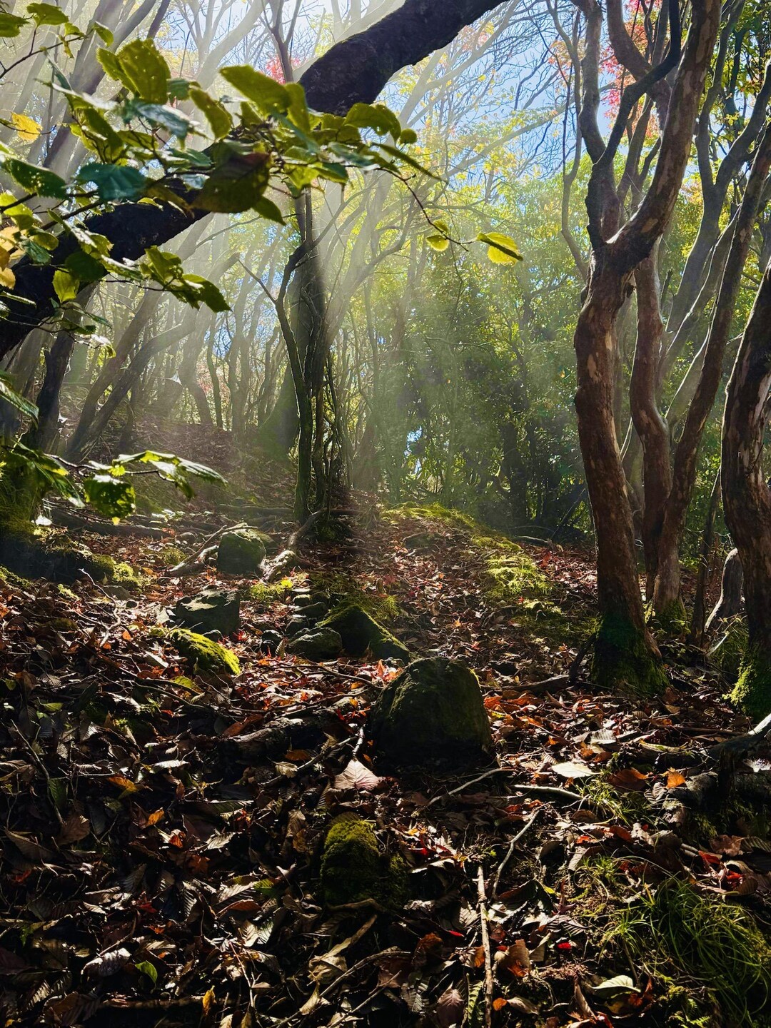 「陽射しが差し込むとき」 夜が明けると共... / kazuさんのモーメント | YAMAP / ヤマップ