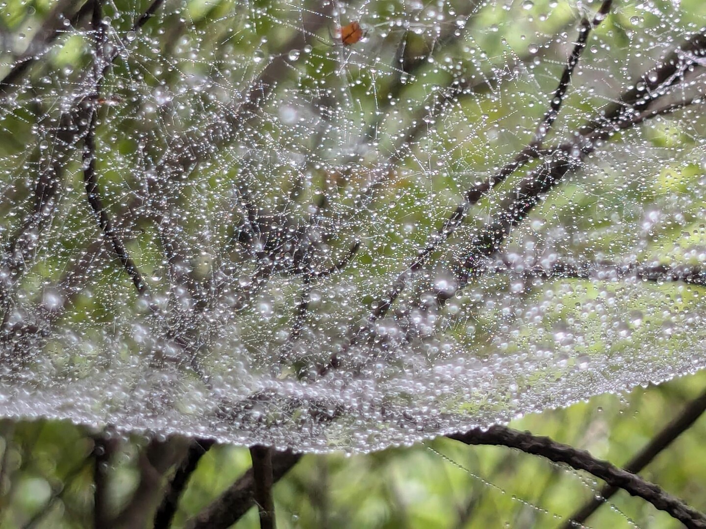 不快指数MAX / ゆっくさんの六甲山・長峰山・摩耶山の活動データ | YAMAP / ヤマップ