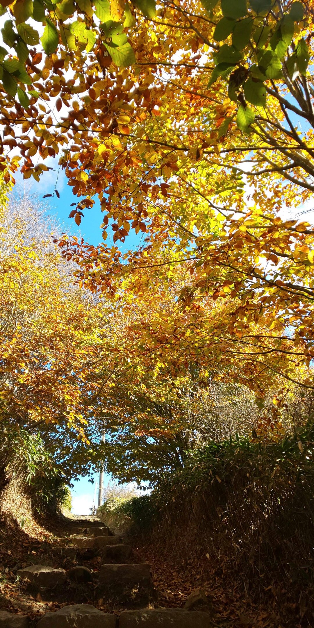 YAMASTA東六甲縦走#7:南側4P＆六甲山満喫④#9:西側2P＆六甲山満喫③#8＆摩耶山ハイク#10クリア・紅葉・黄葉・モンスター遭遇・念願？牧場ソフト🍦・ルリカケスランチ・東お多福山 ...