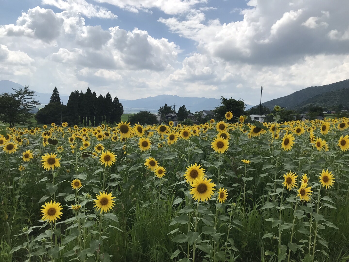ひまわり🌻見頃でした😊 / Baziruさんのモーメント | YAMAP / ヤマップ