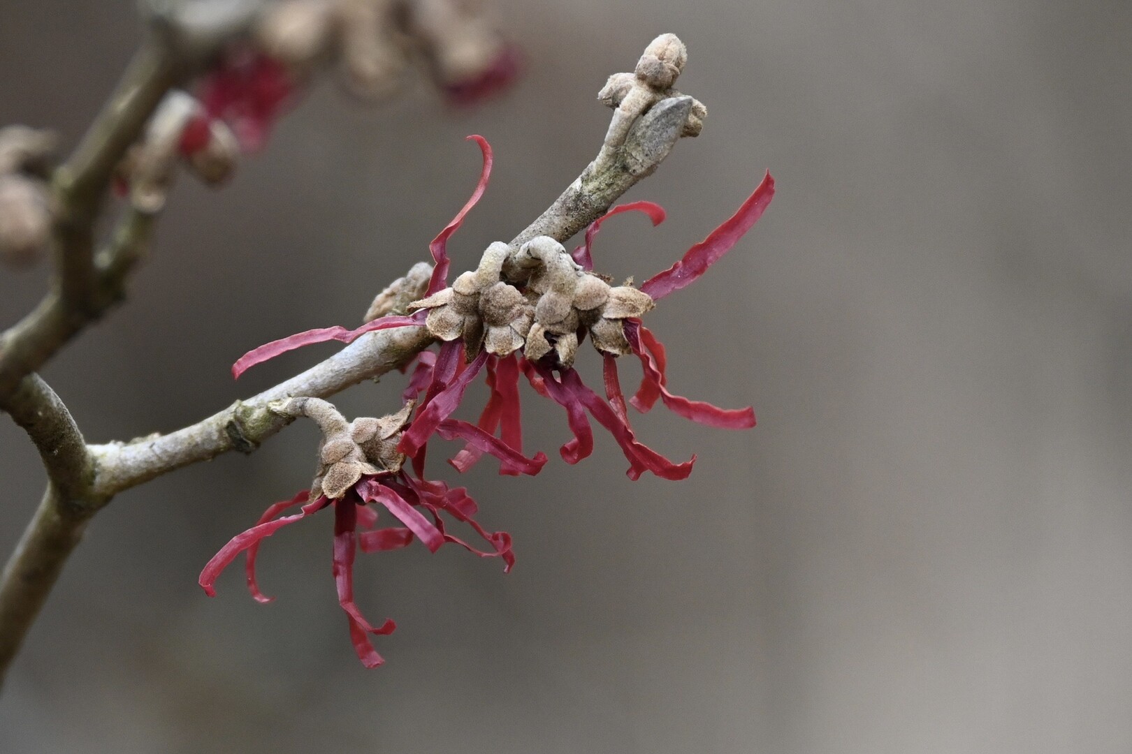 ベニバナマンサク 22.02.08 神奈... / TAKKUNさんのモーメント | YAMAP / ヤマップ